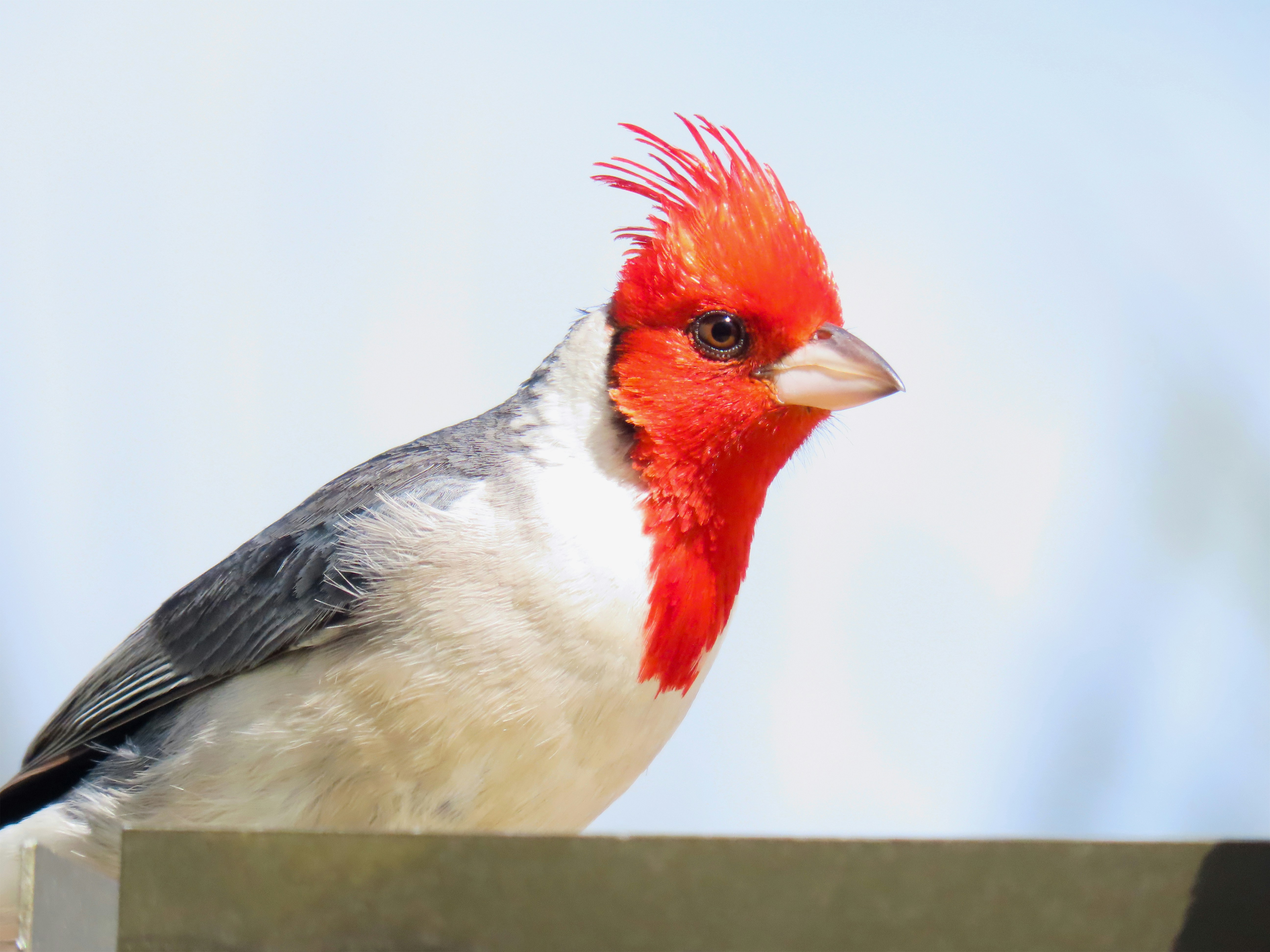 Scarlet Crest on a Pale Sky