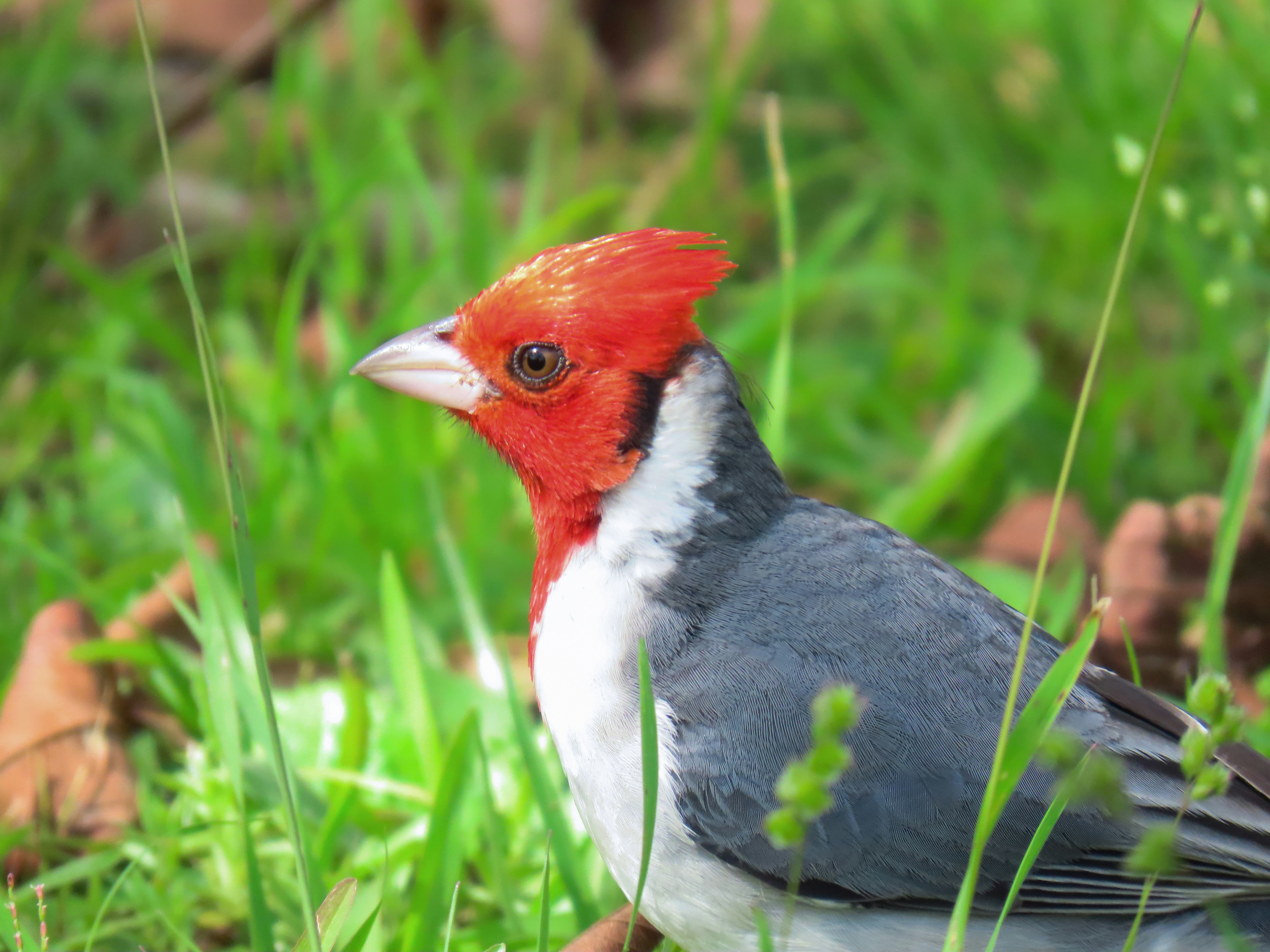 Red-crested Saxicola in Streaked Grassland