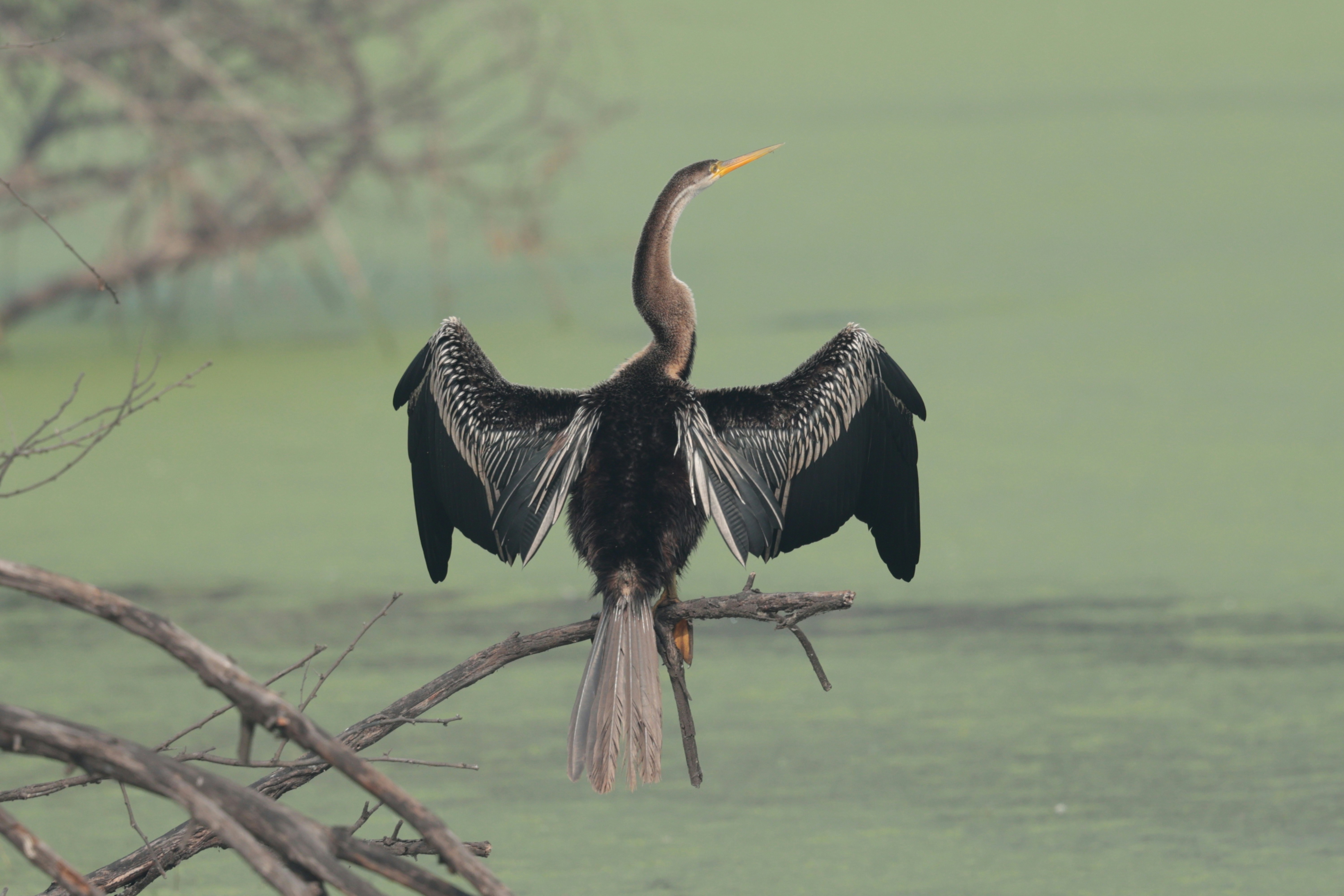Heron in Mid-Flight: Wingspread Over a Green Lake