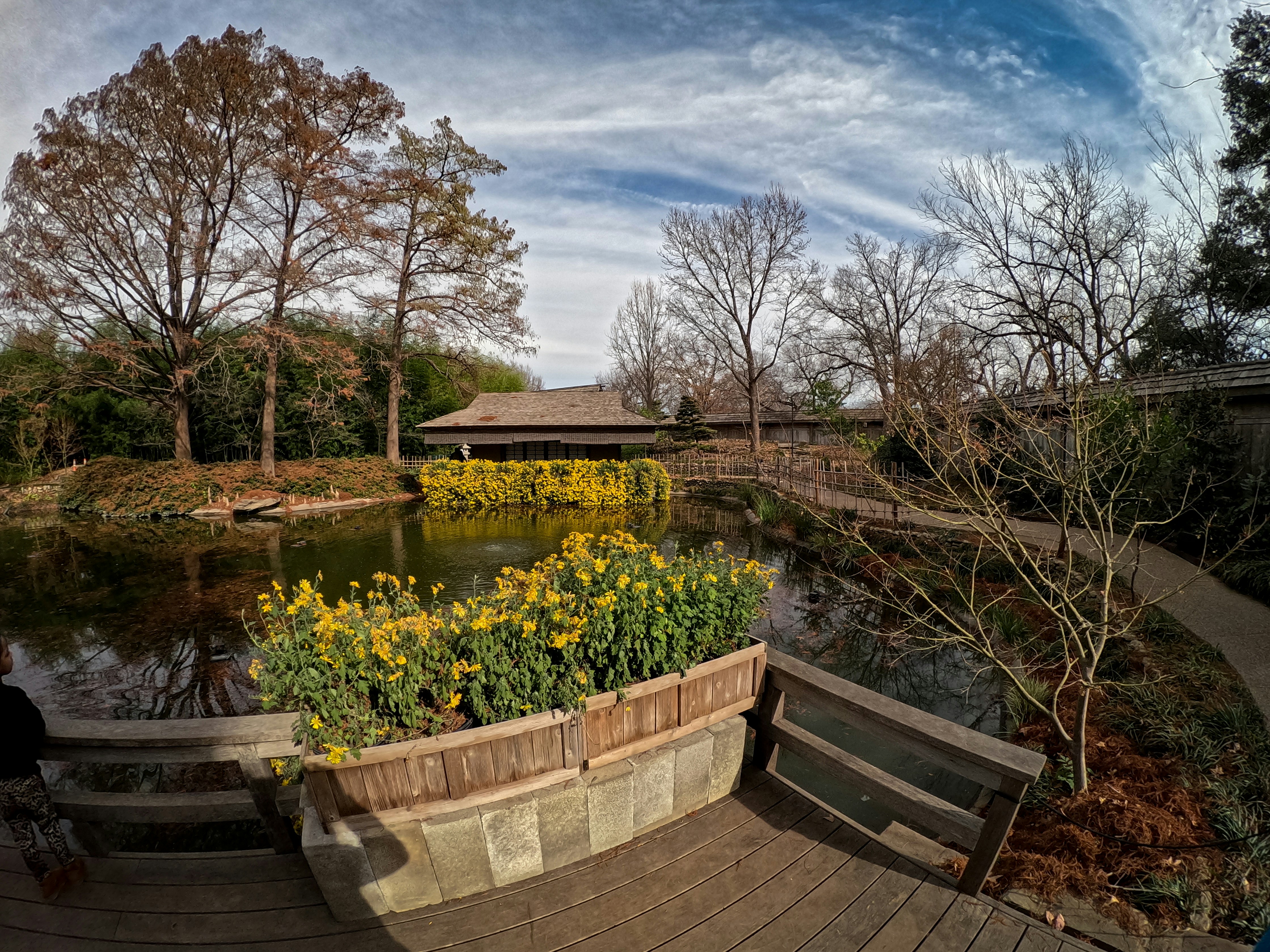 Quiet Riverside Garden: A Yellow Burst Amid Wooden Railings