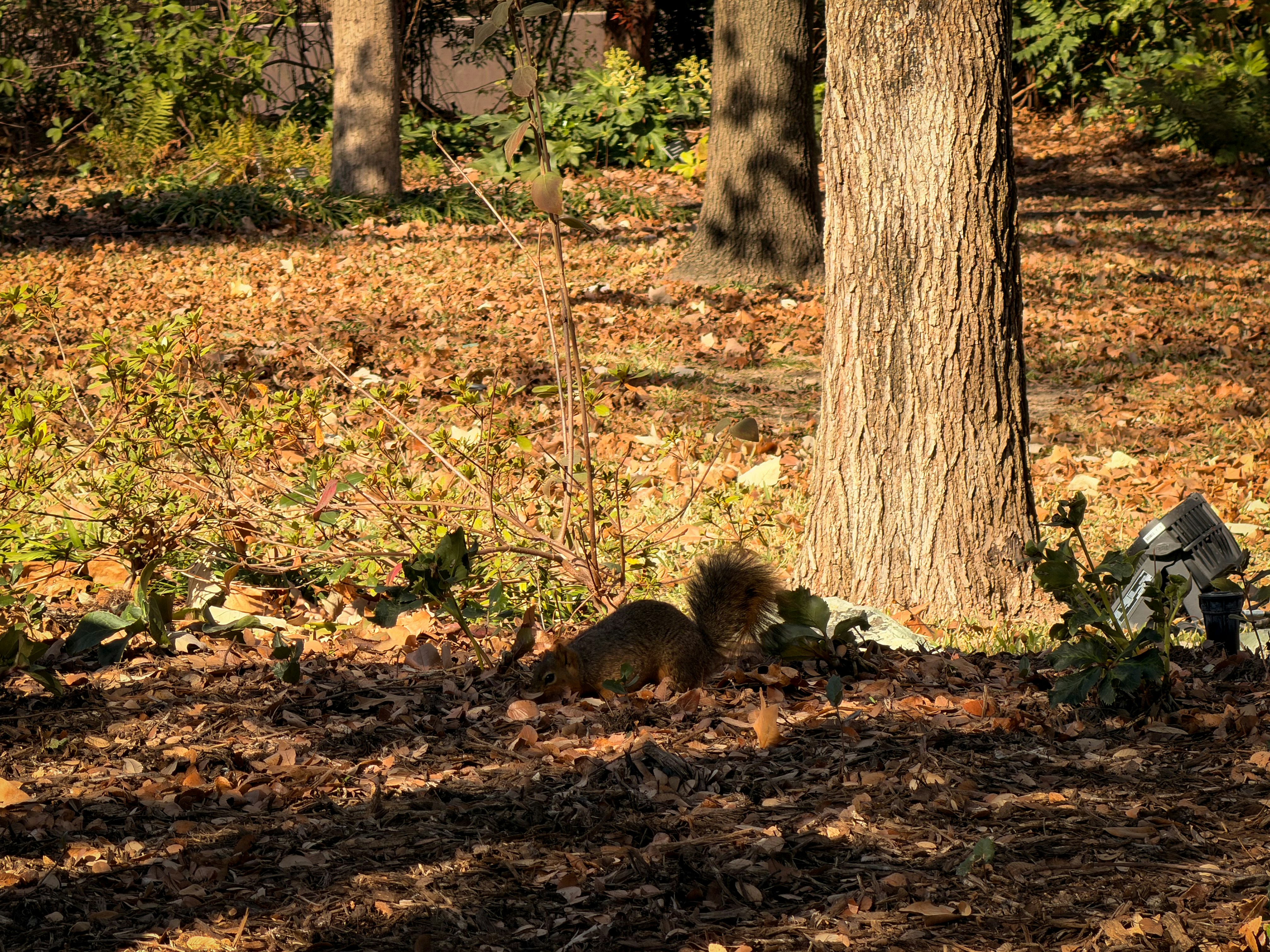 Squirrel in the Dappled Shade at the Forest Edge