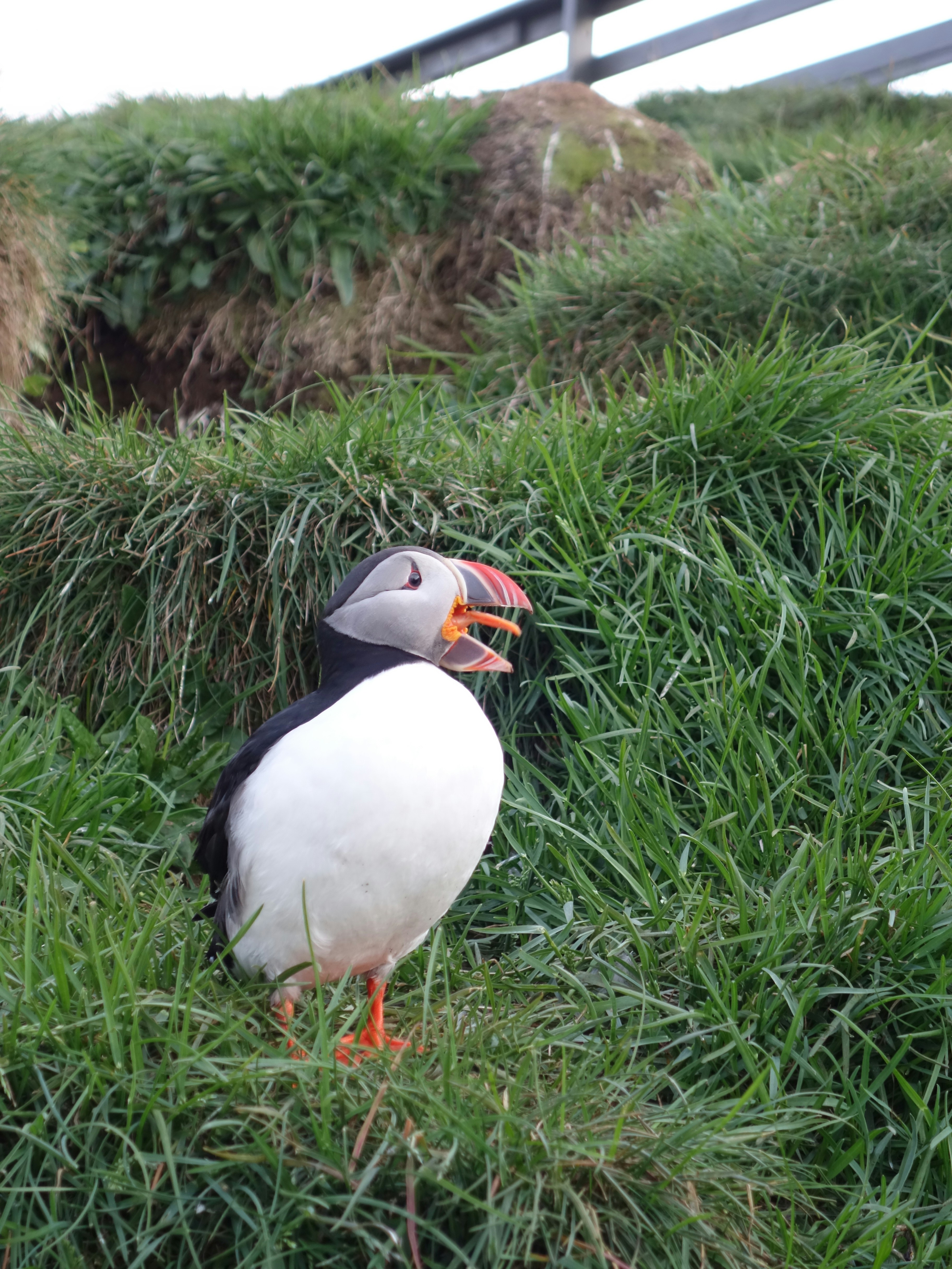 Bluffing Beak: Puffin Amid Coastal Grass