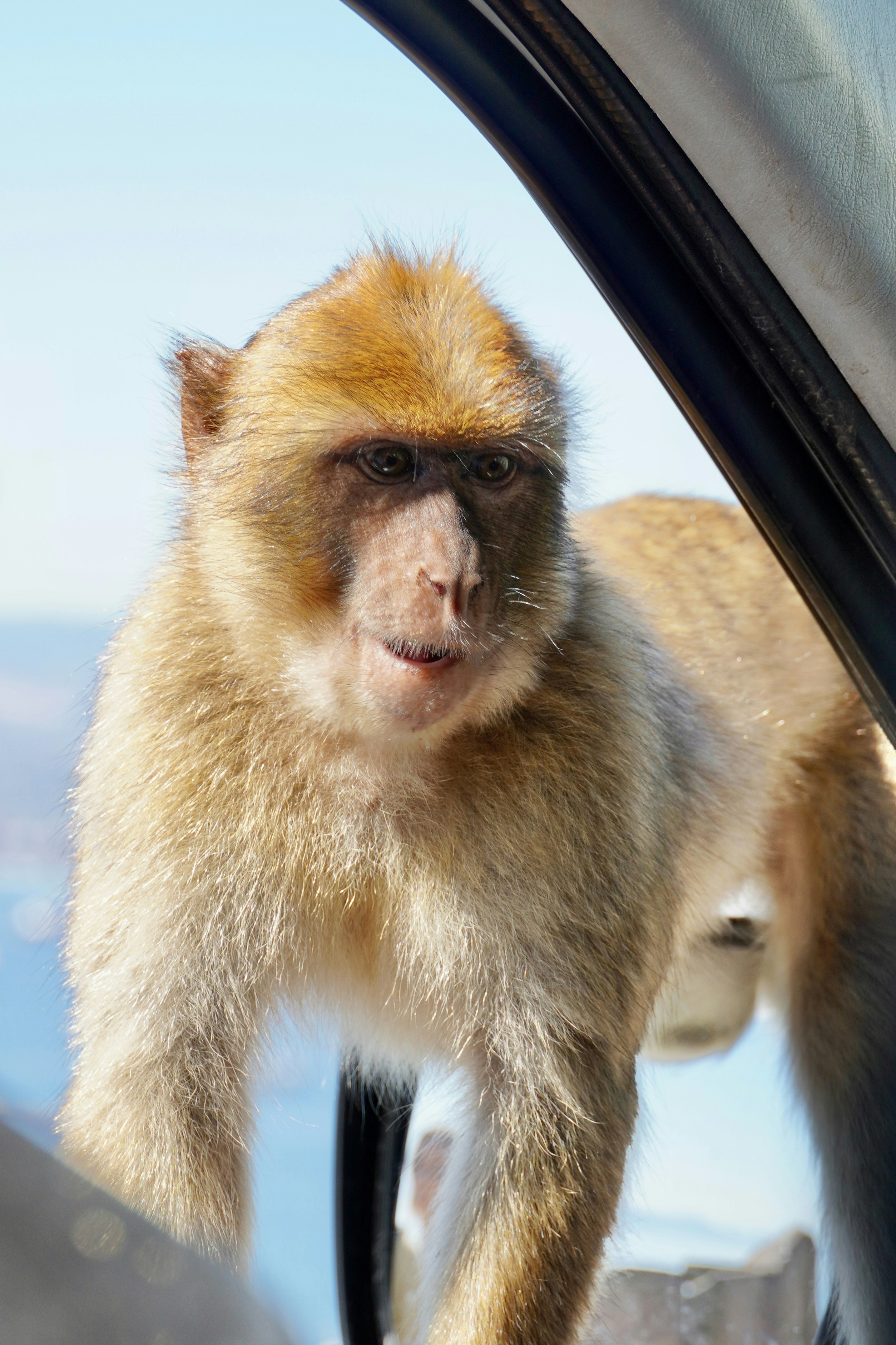 Curious Macaque at the Glass Window