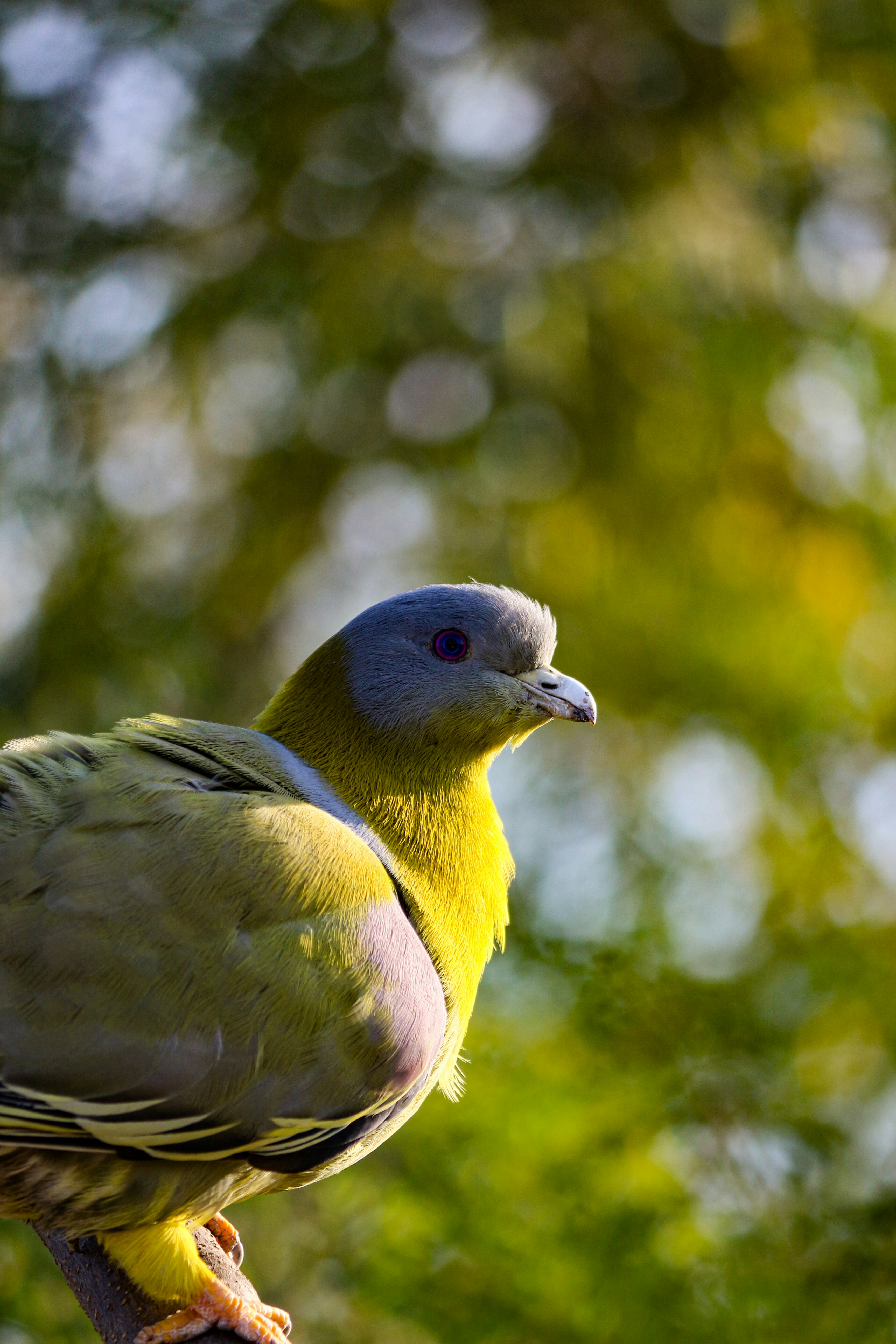 Sunny-fronted Yellow Canary: A Close-Up on Color and Texture