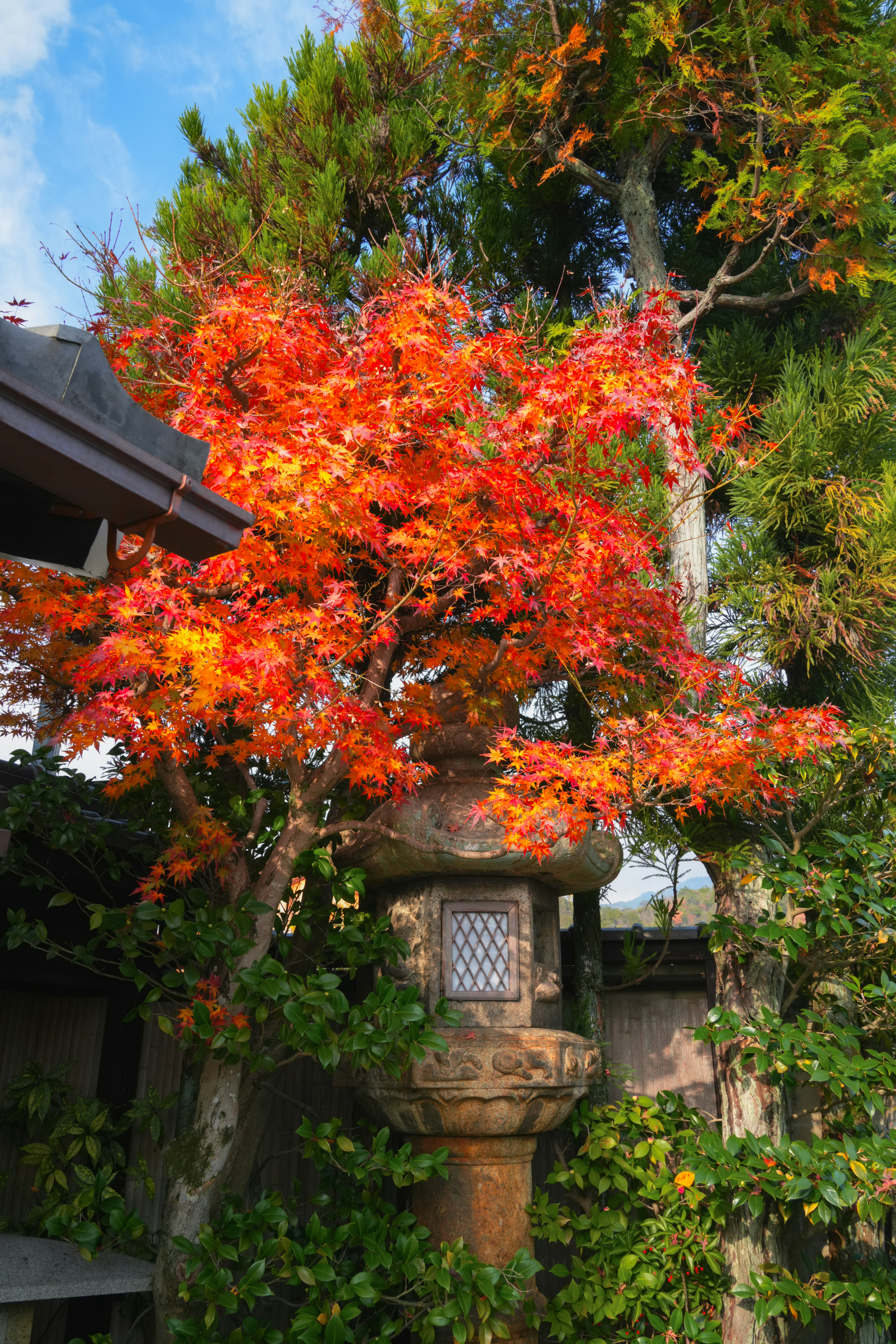 Crimson Maple Over Shrine