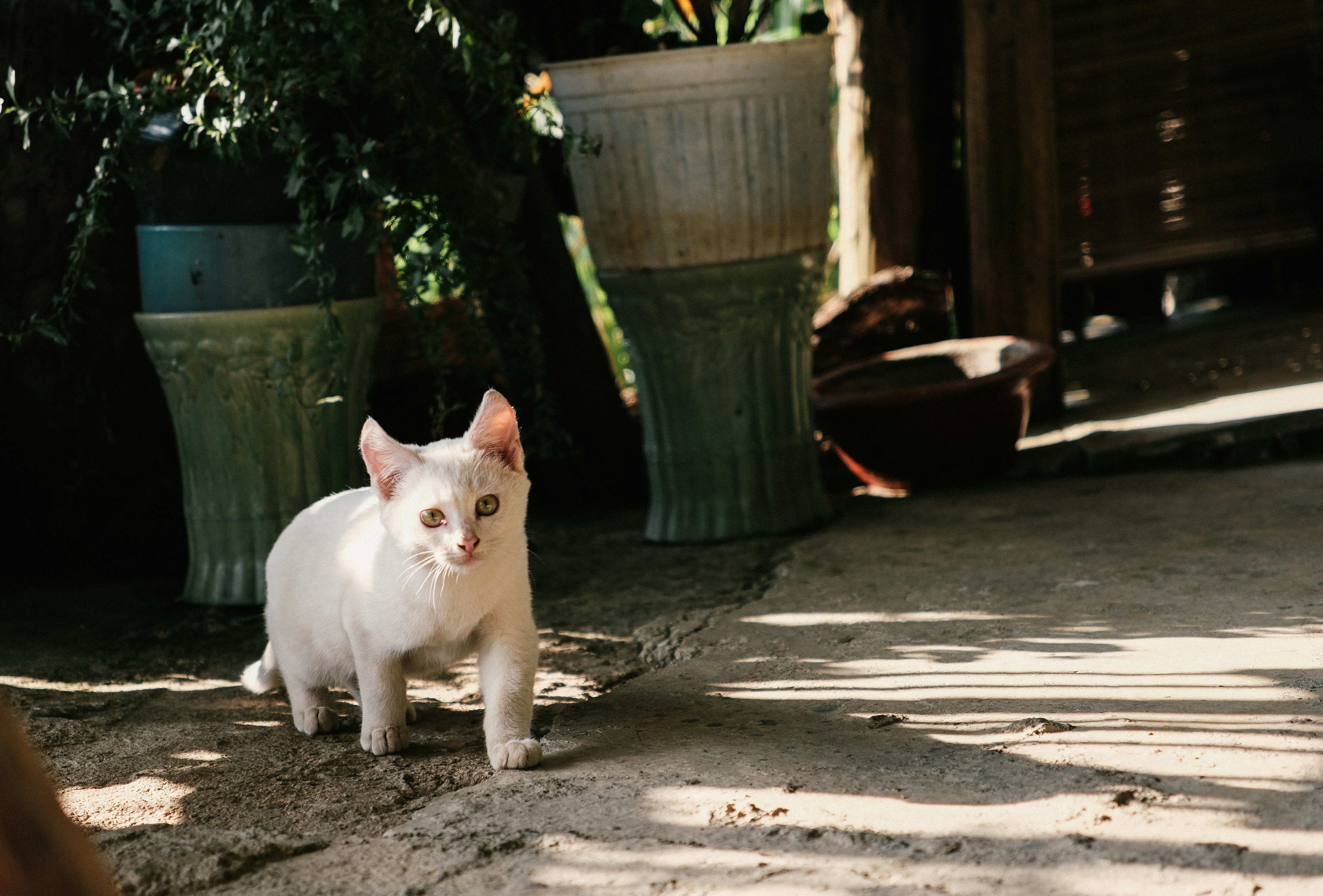 White Feline in Sunlit Courtyard
