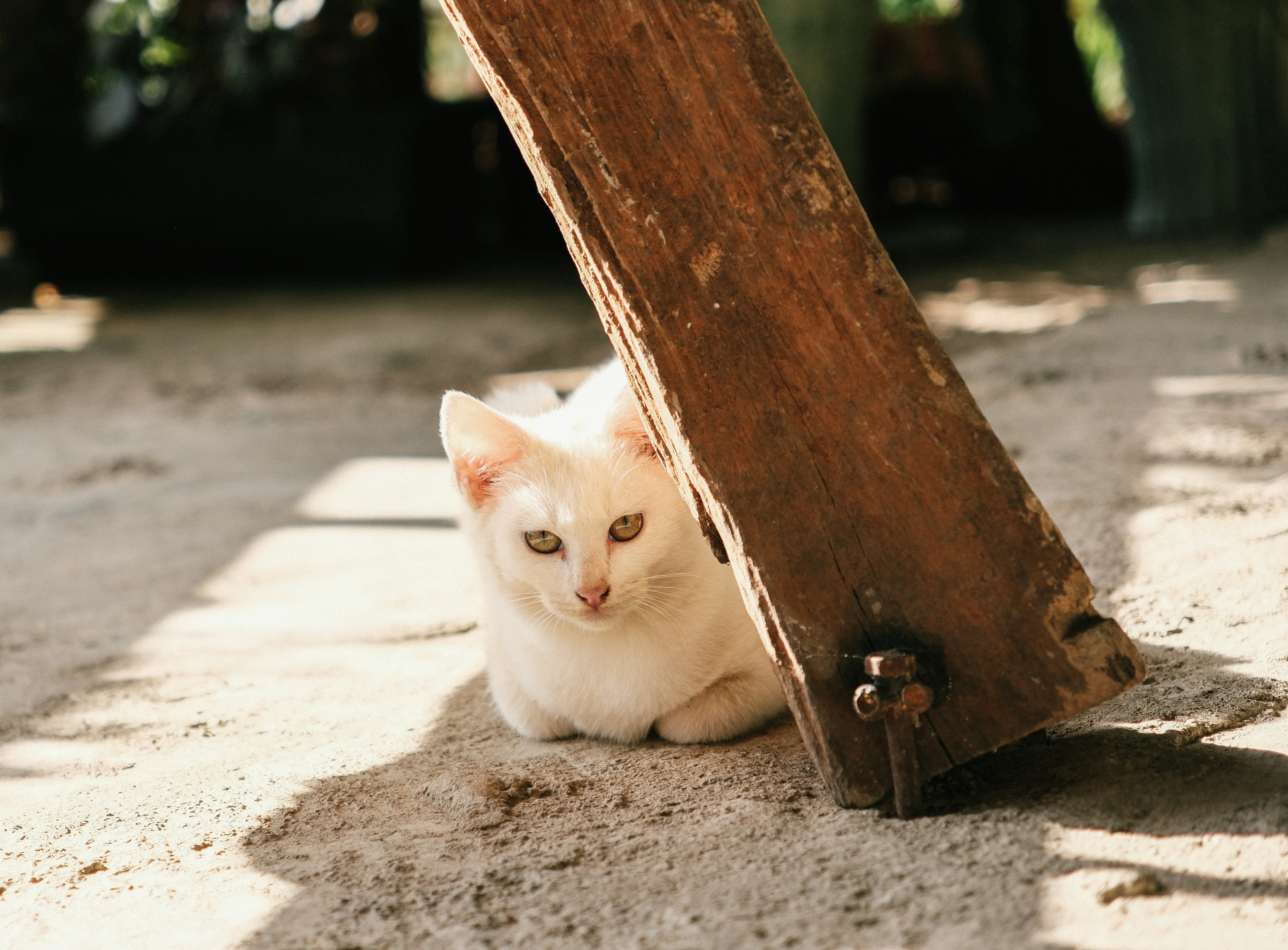Sunlit Hyphen: A White Cat Hoarded by a Wooden Obelisk