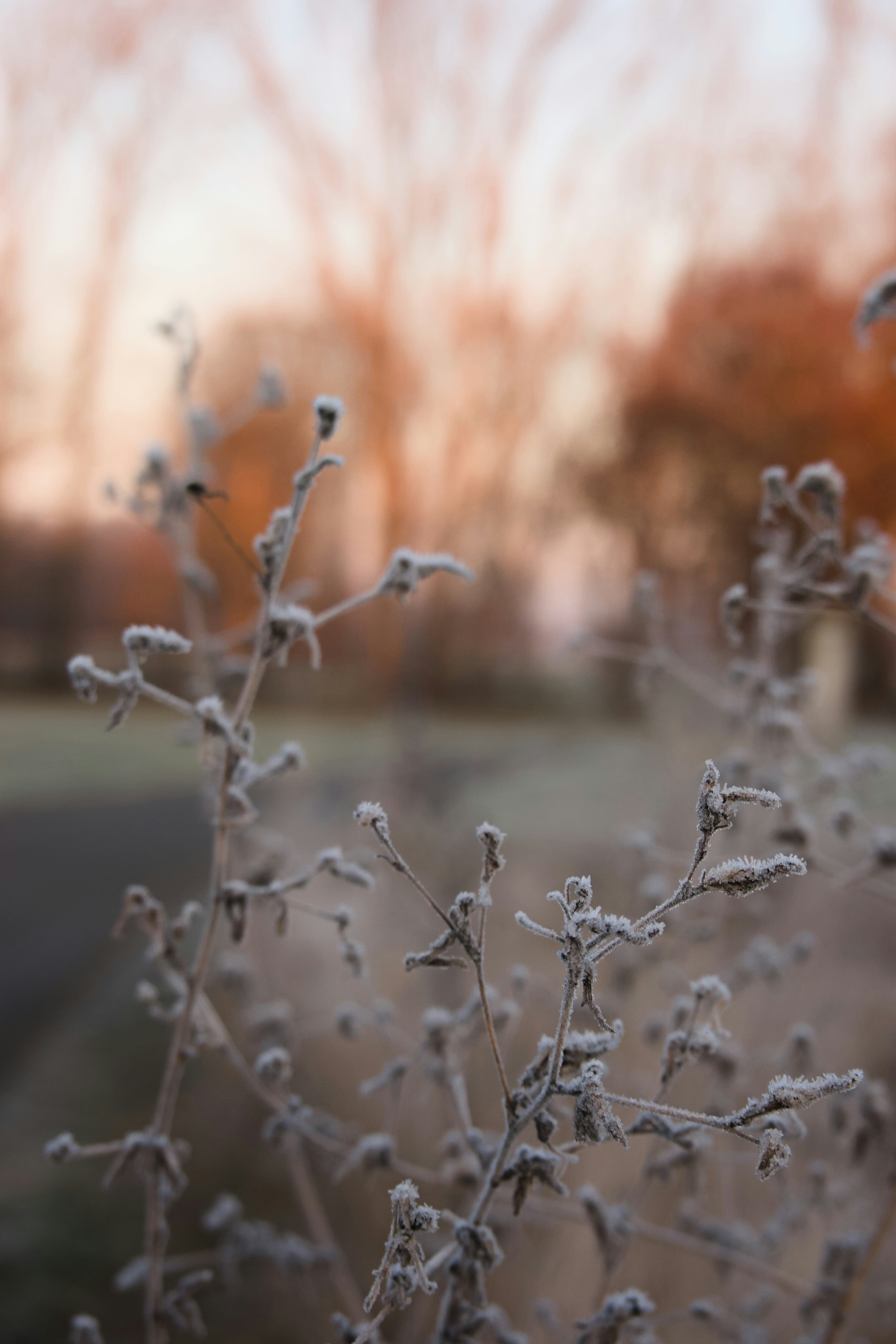 Frosted Botanicals at Dawn: Frost-Covered Stems Backlit by Quiet Orange Sunrise