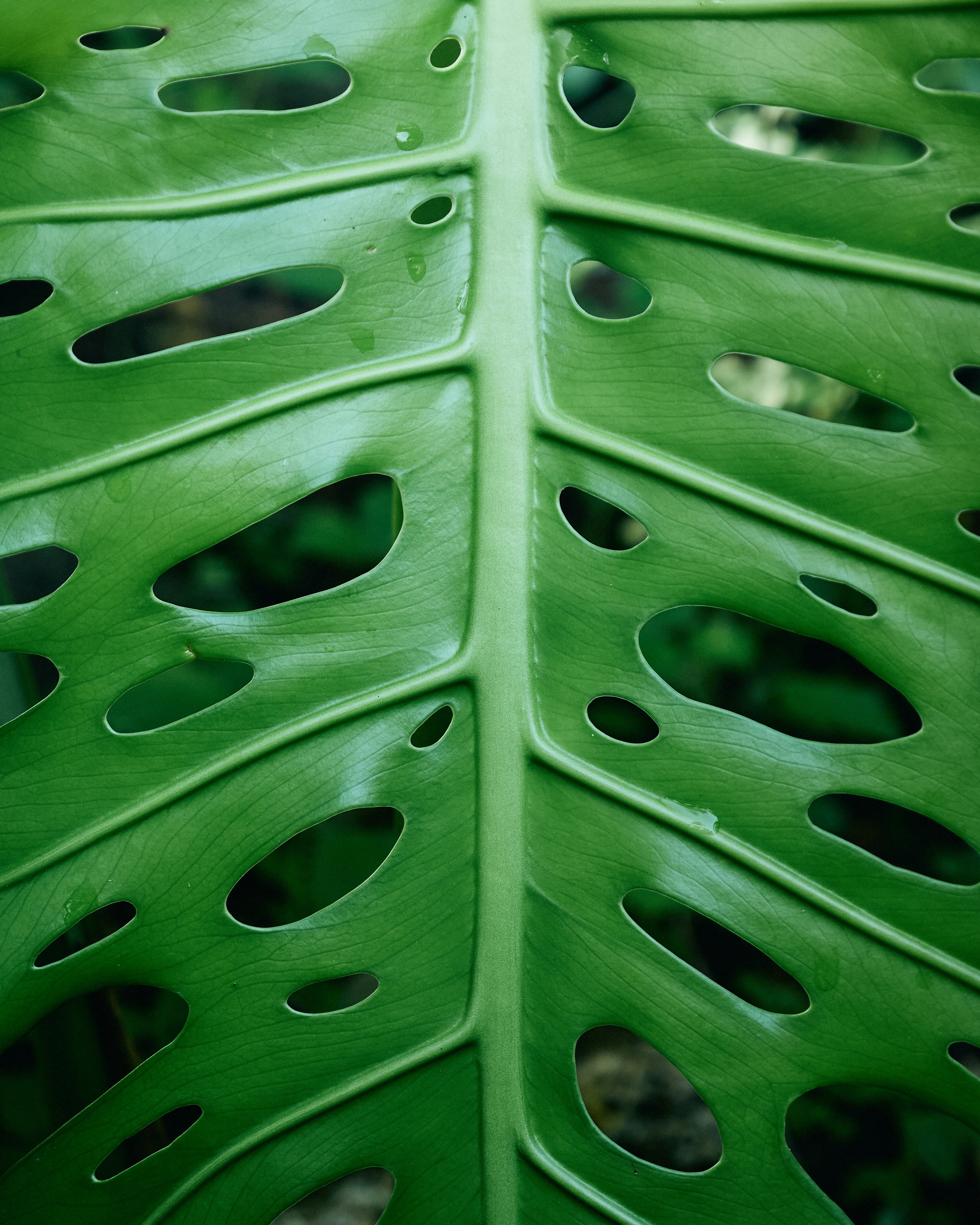 Close-up of a green monstera leaf with holes.
