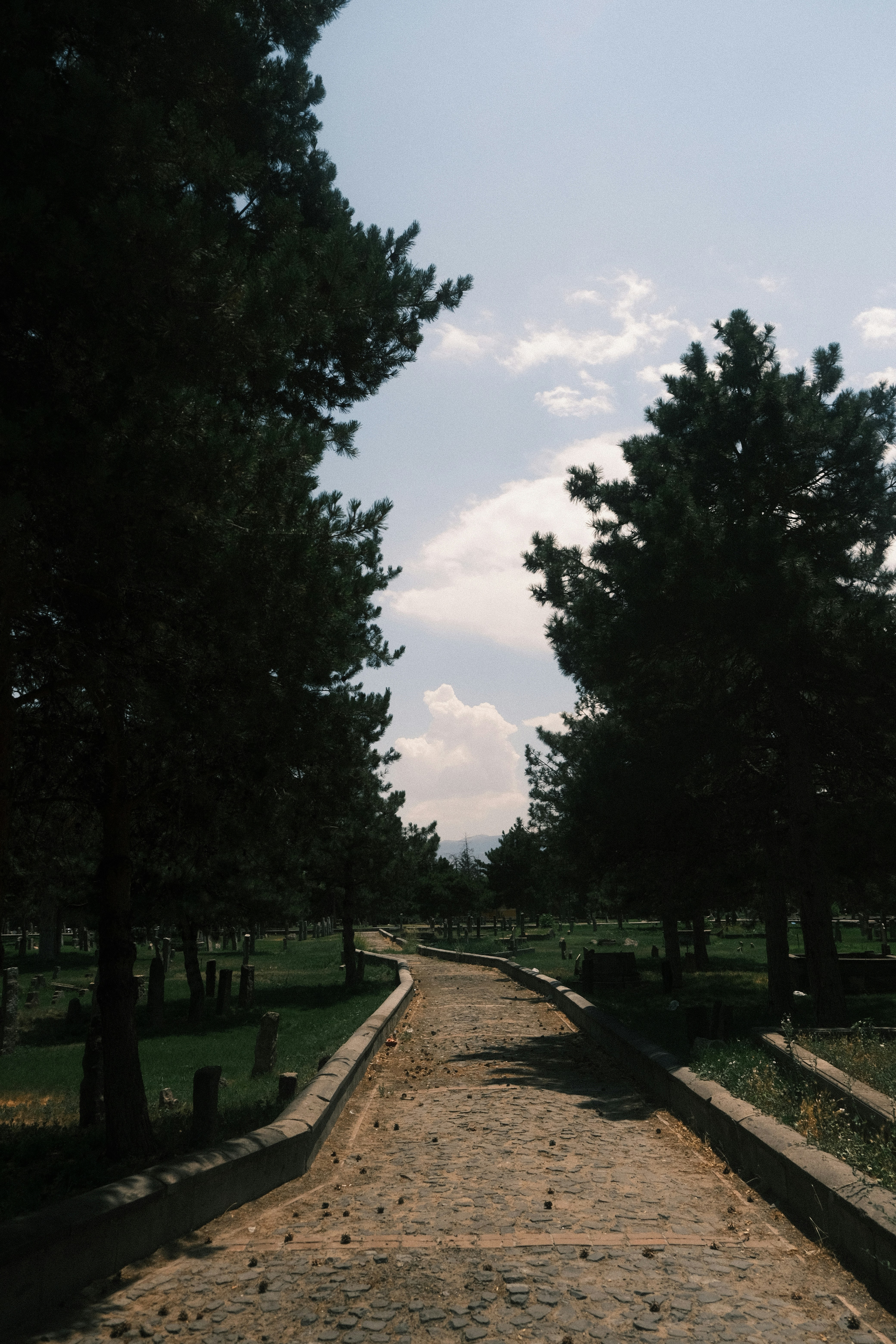 Sunlit Path Through a Pine Corridor