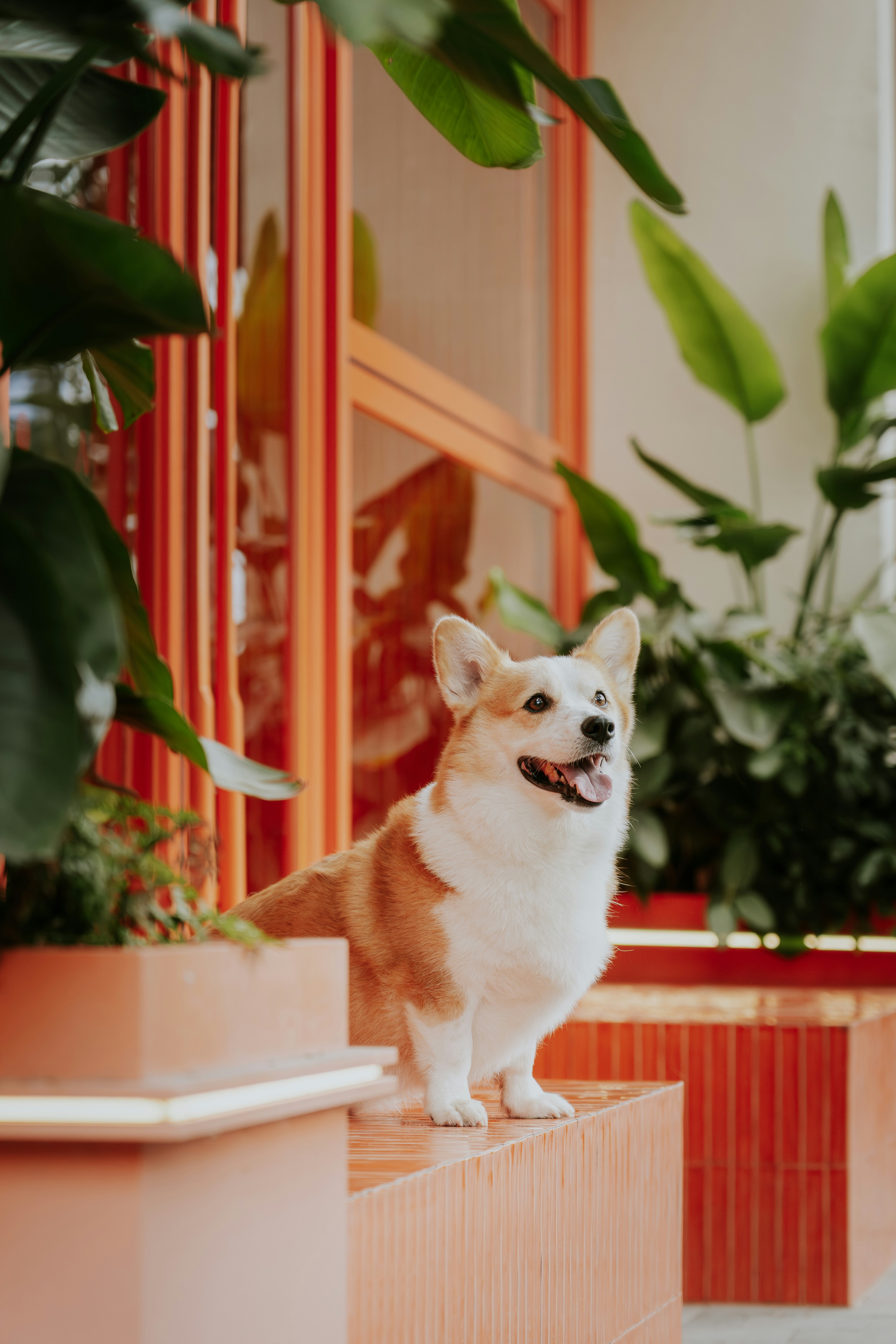 Corgi on a Terracotta Terrace Among Tropical Greenery