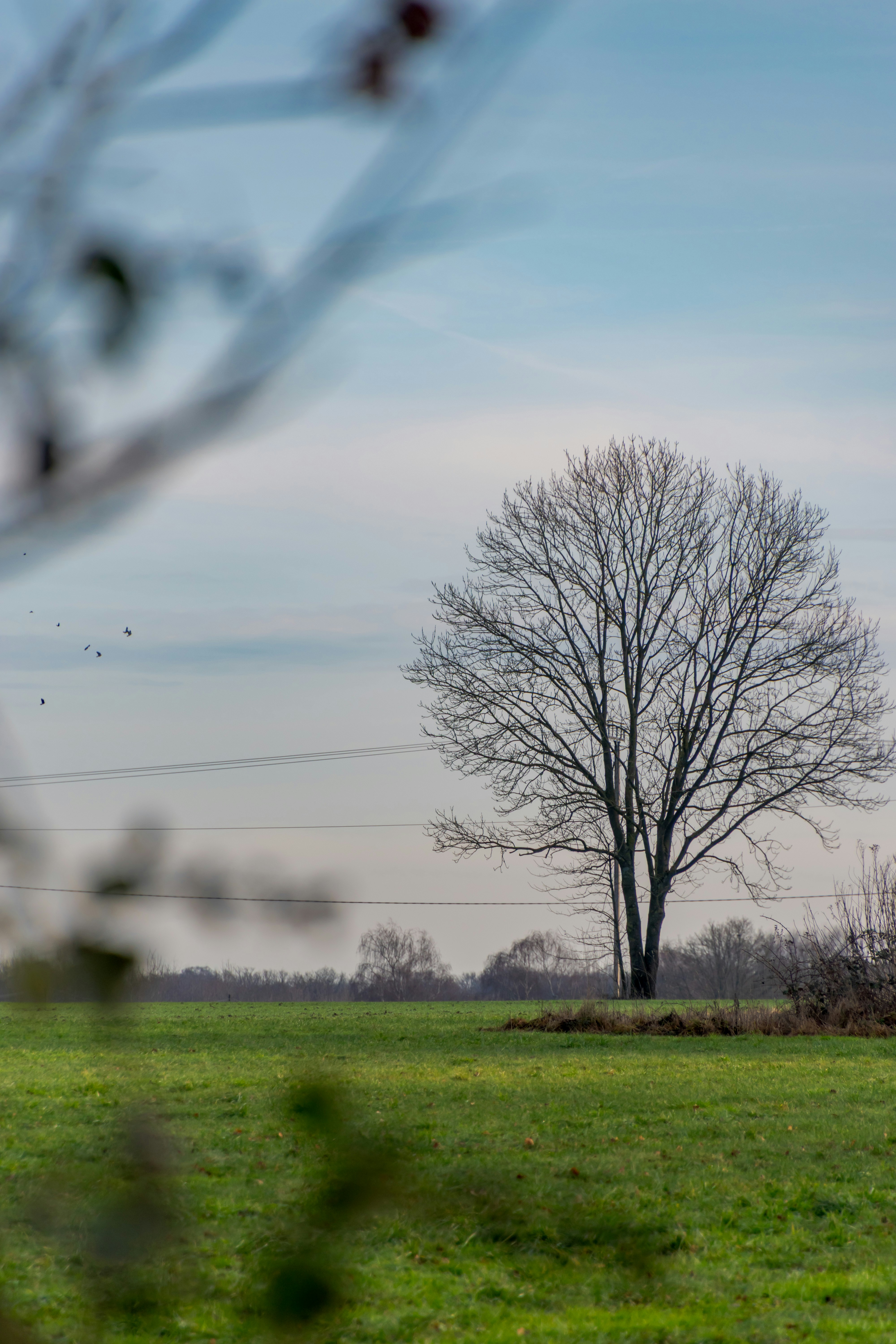 Solitary Tree Standing Boldly Across an Open Field