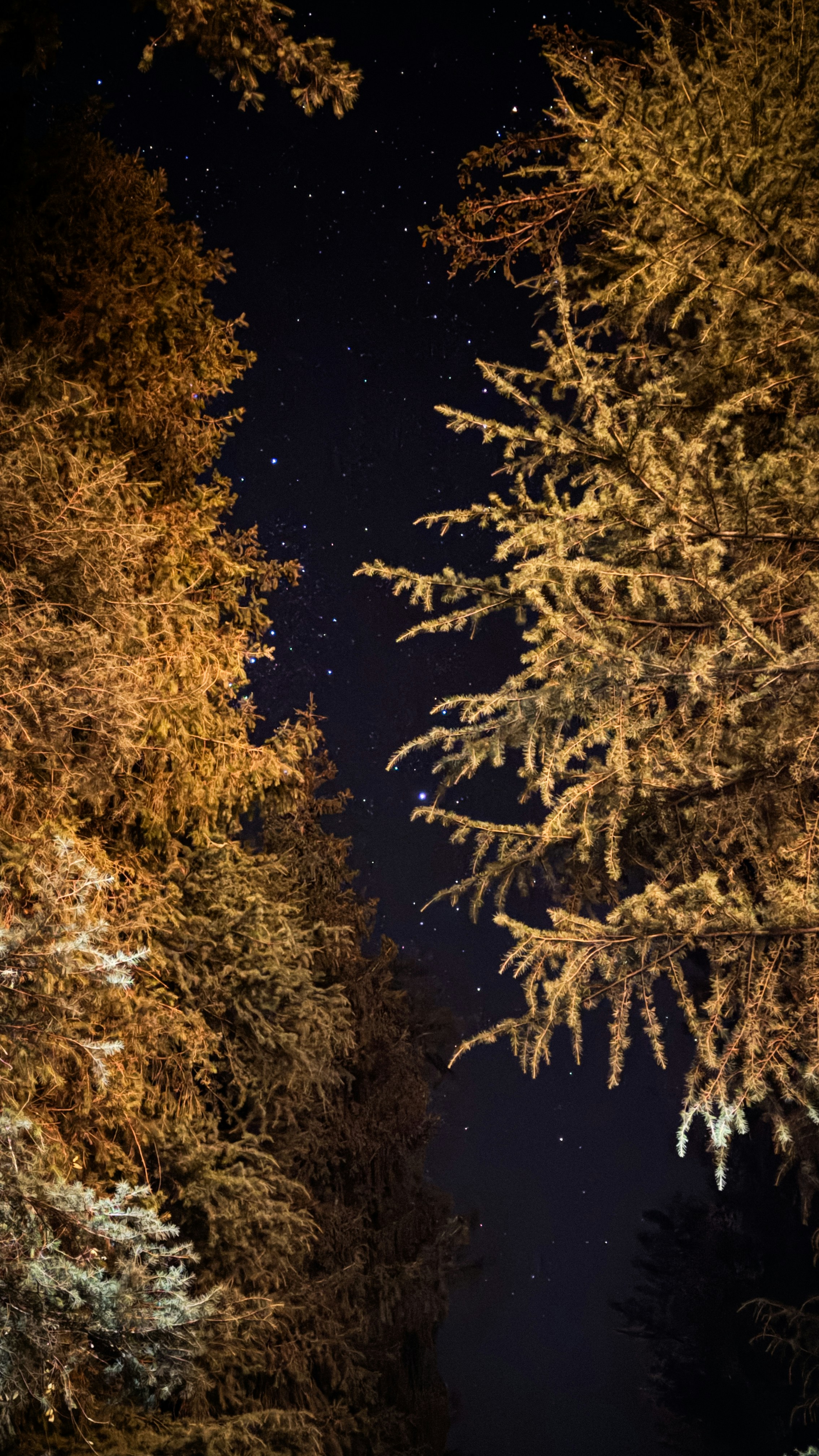 Stars Between Tall Pines: Night Sky Through a Forest Canyon