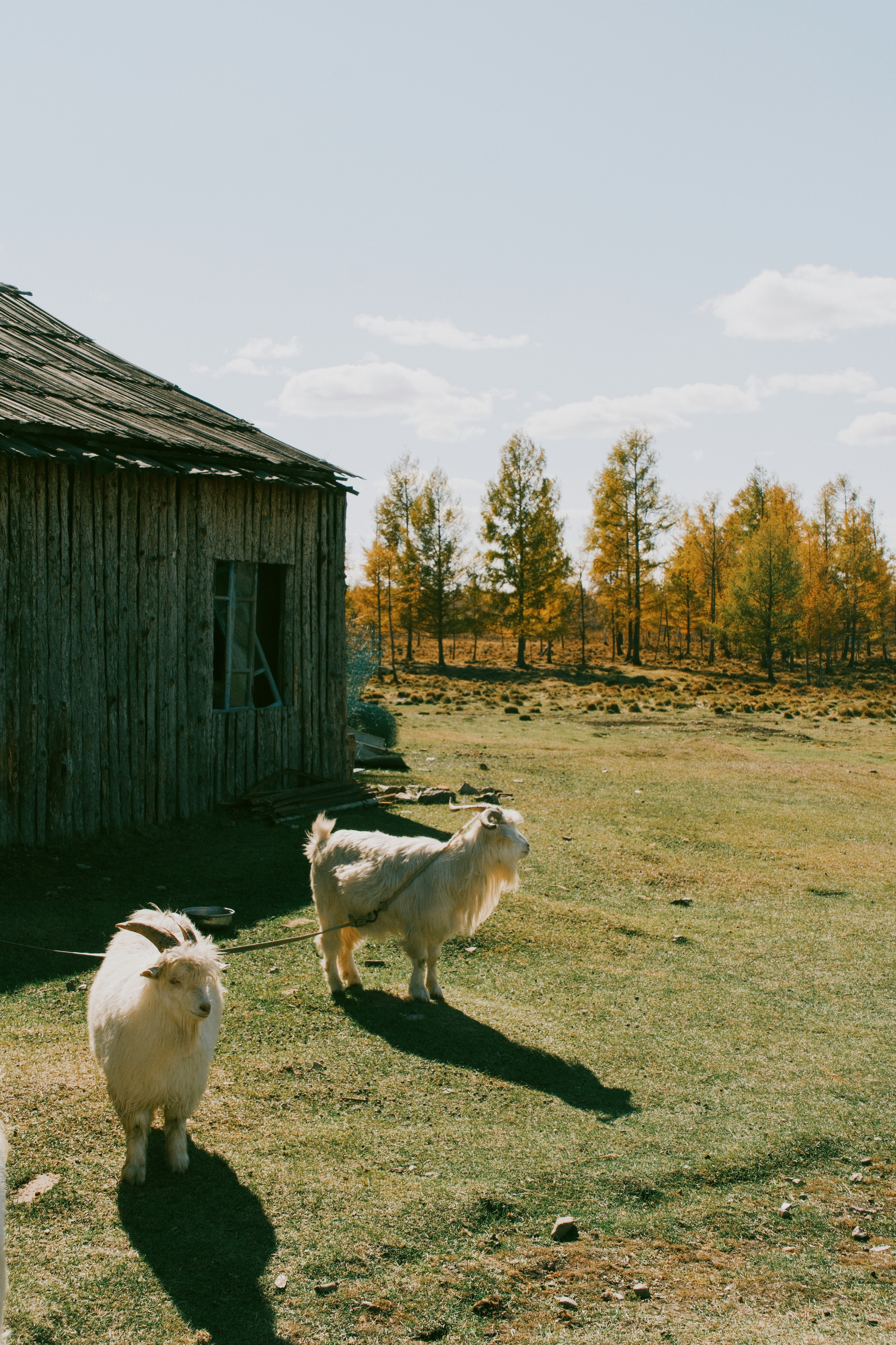 Lonely Homestead and two goats under autumnal trees