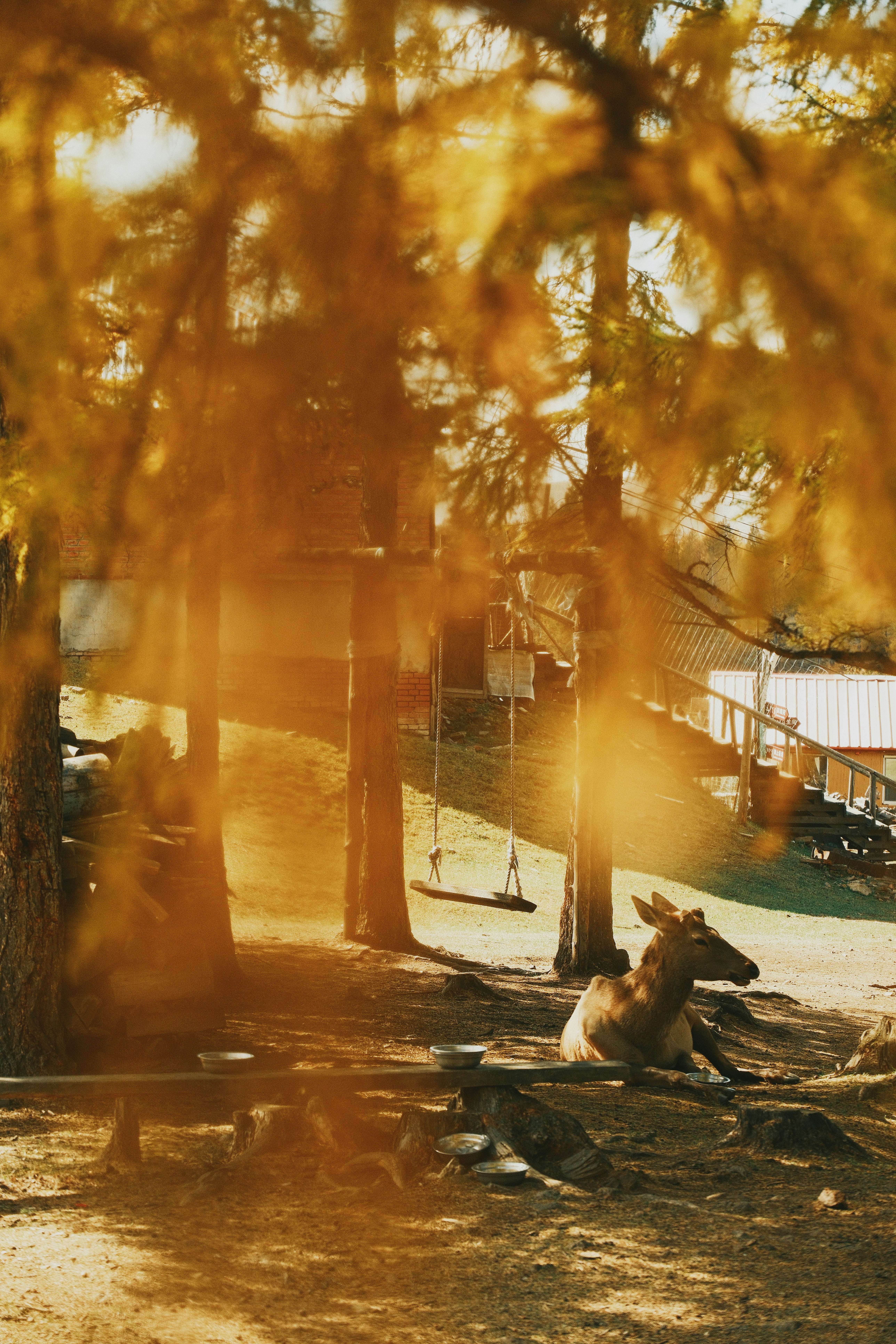 Autumn Shelter: A Quiet Moment Beneath the Golden Pines