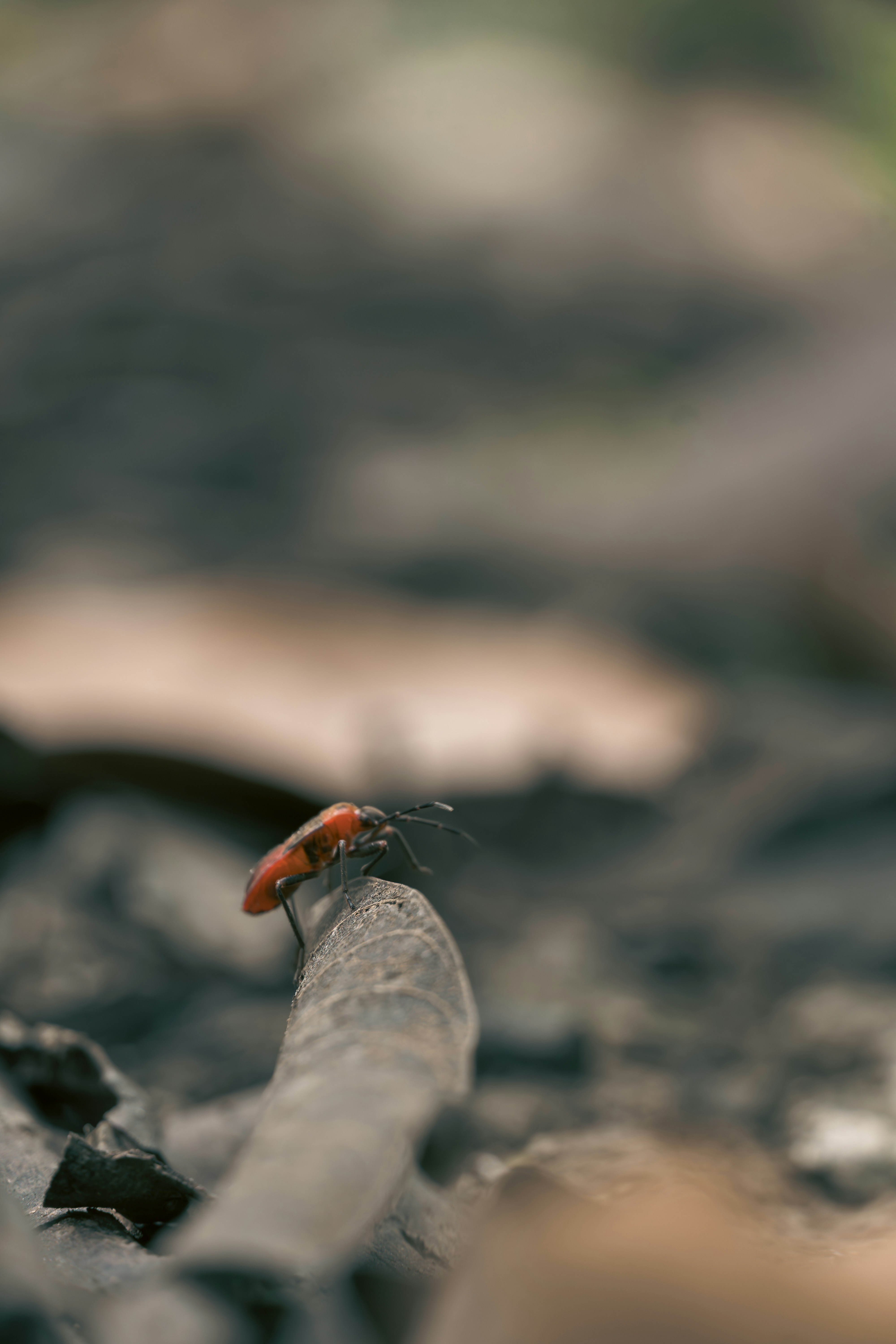 Red Ant on a Weathered Twig: A Moment of Color in a Quiet Scene
