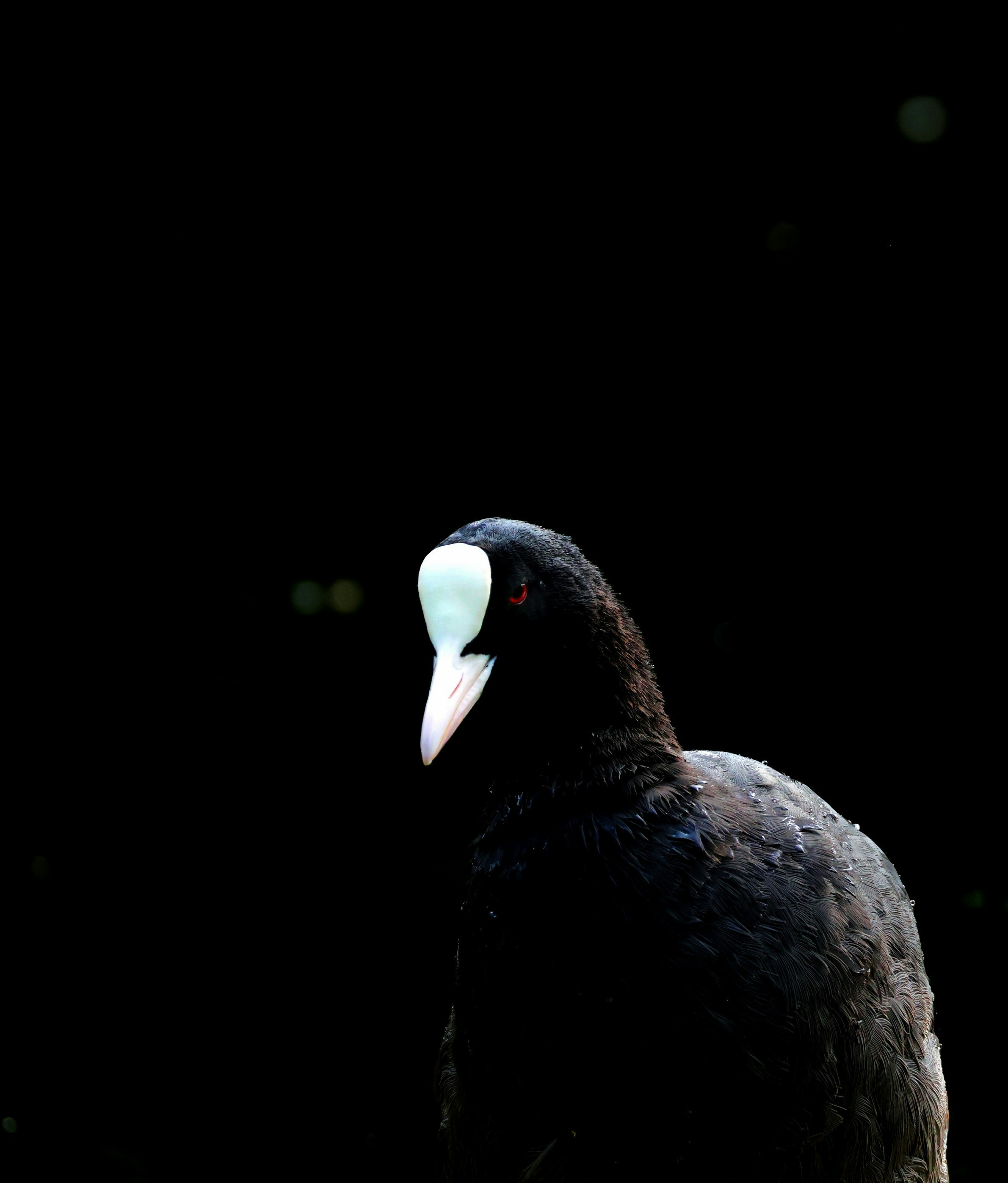 Dark crown and ivory beak: portrait of a black ibis against night