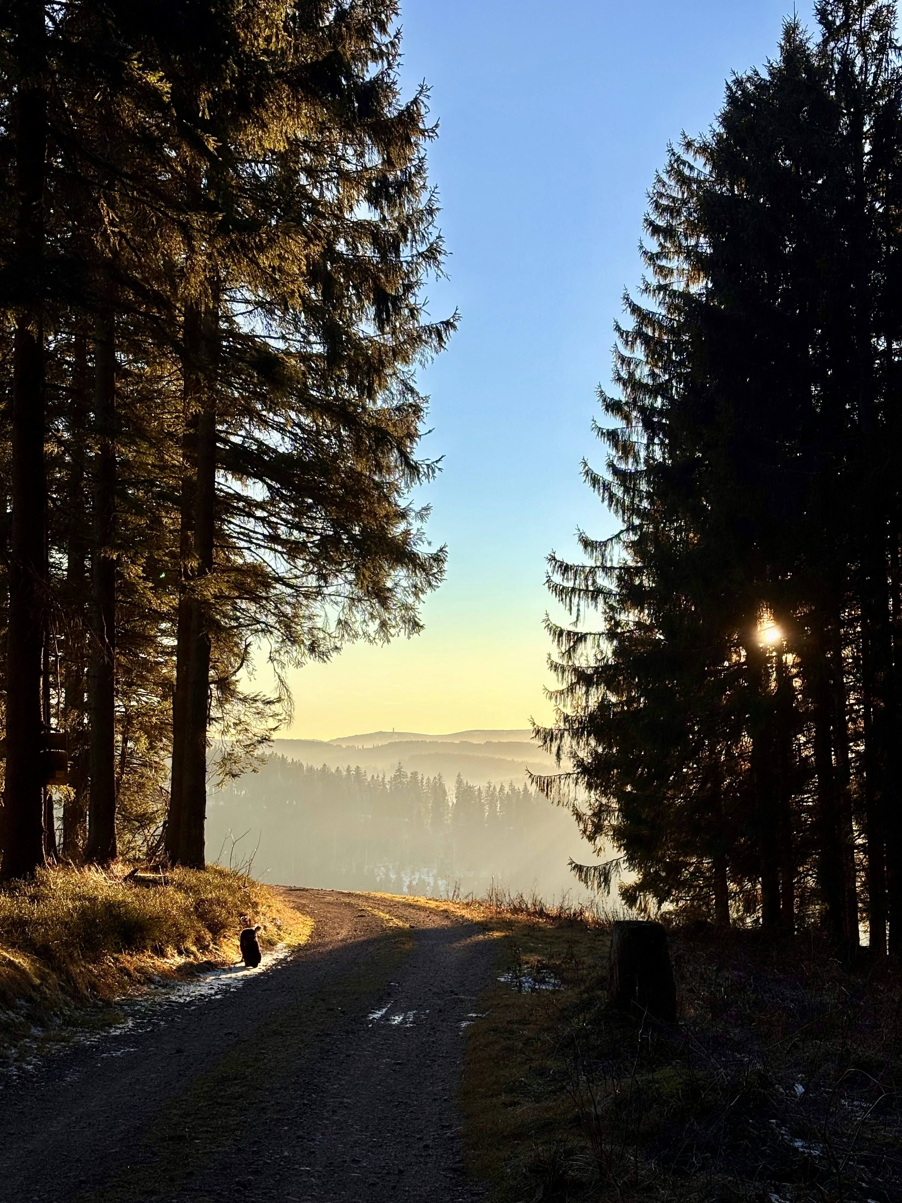 Dawn Path Through Pines: A Quiet Ridge Road