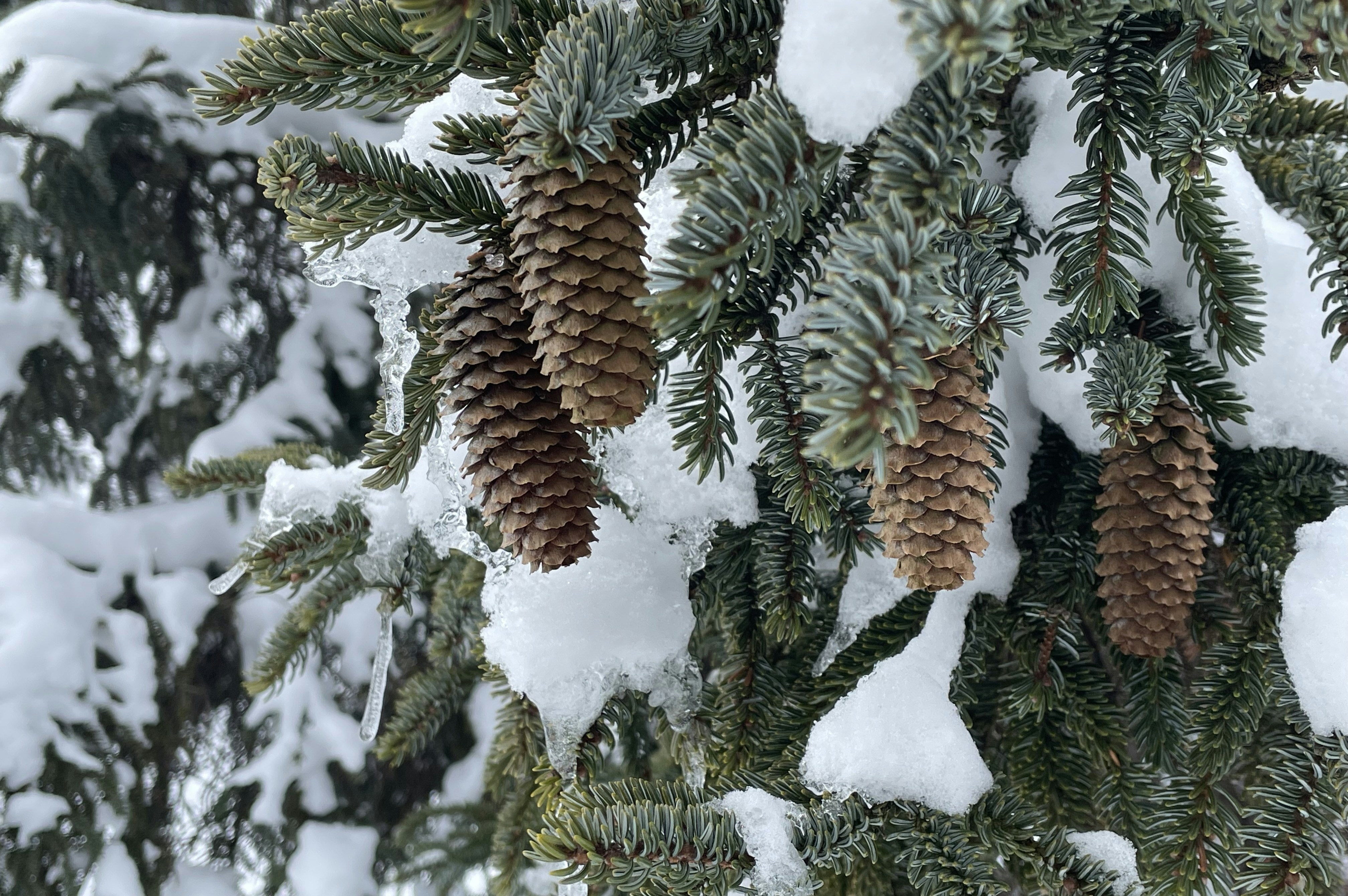 Snow-kissed pine cones: a chilly still life