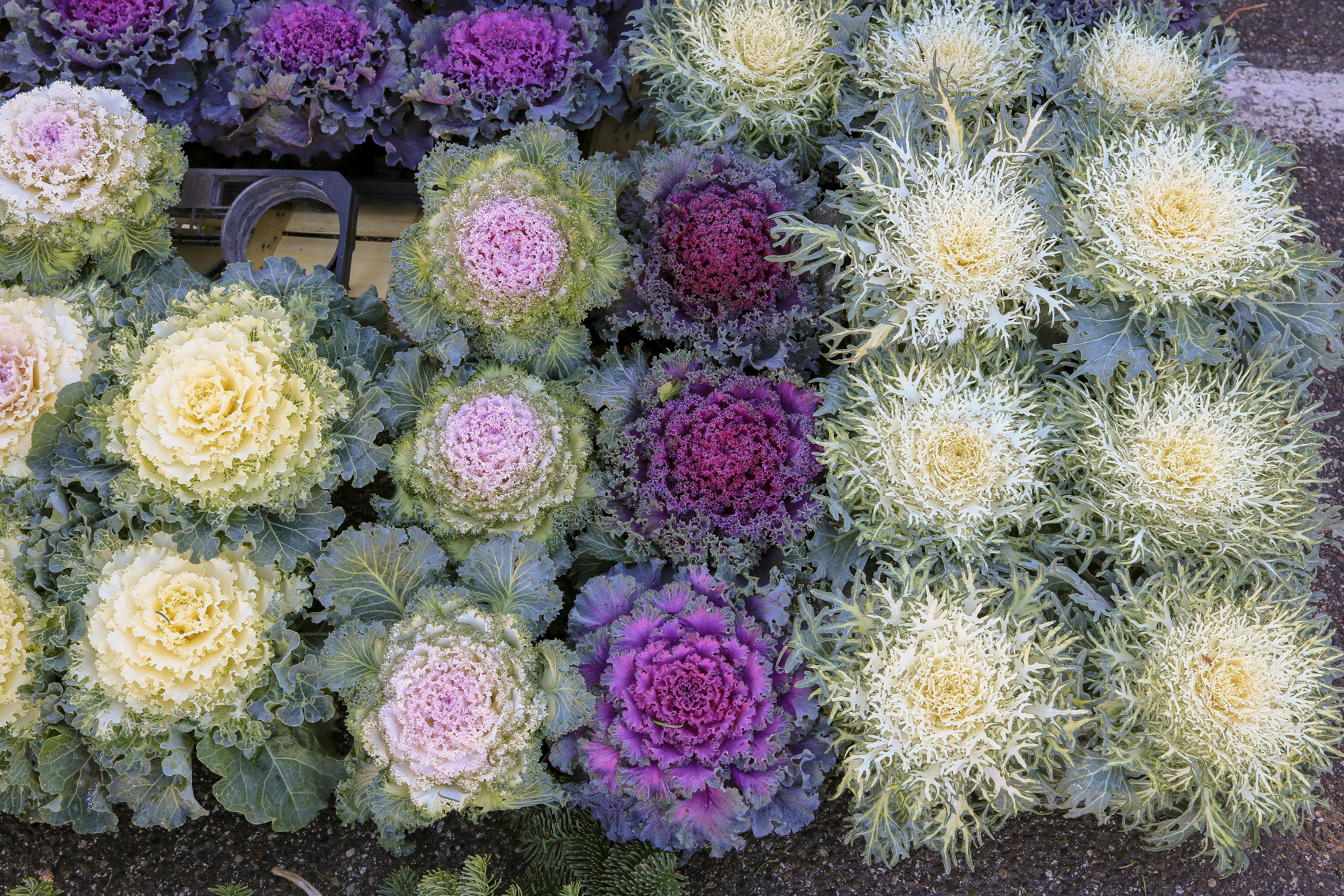Plantas ornamentales de col y col rizada coloridas en un jardín foto ...