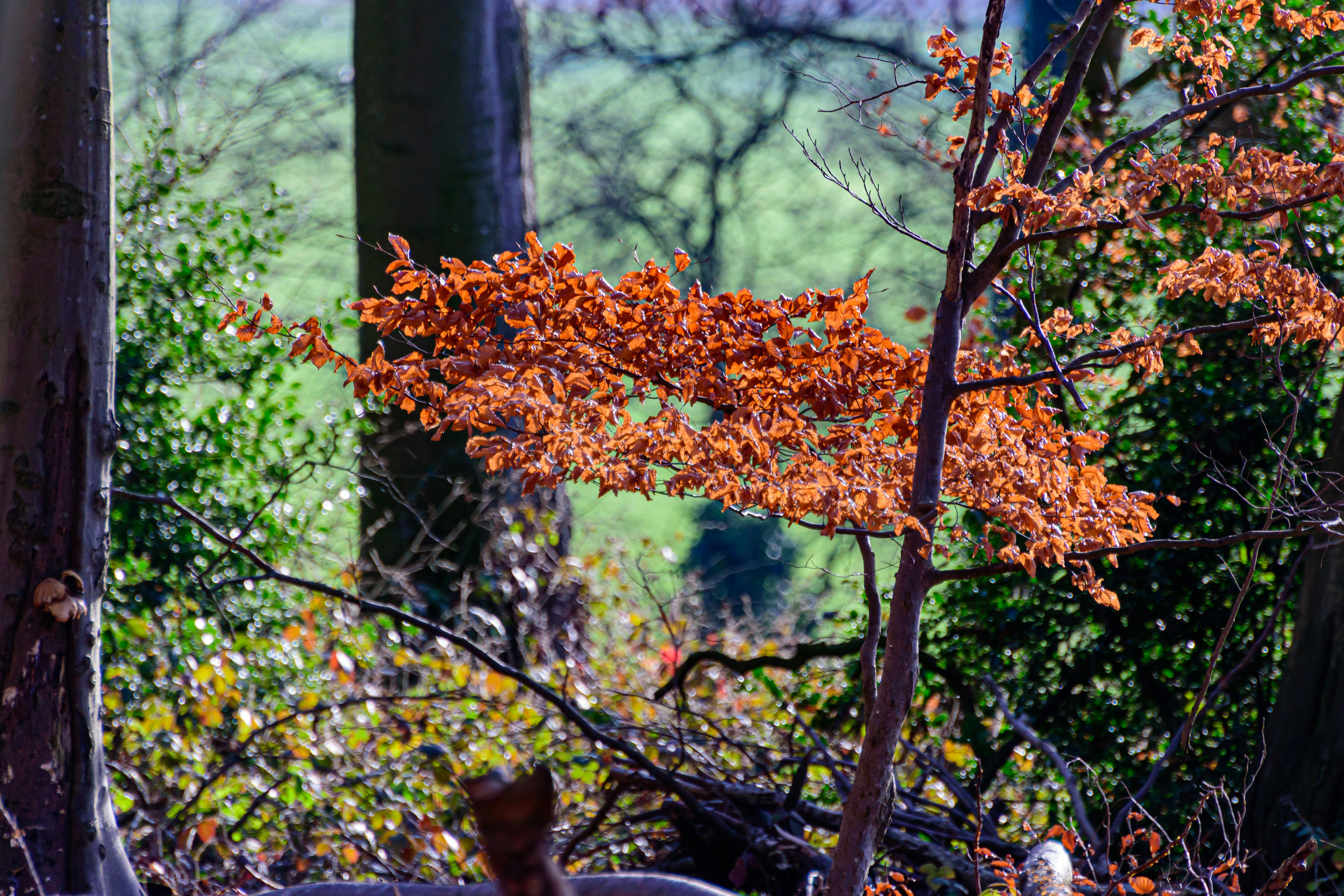 Autumn Ember in the Quiet Forest