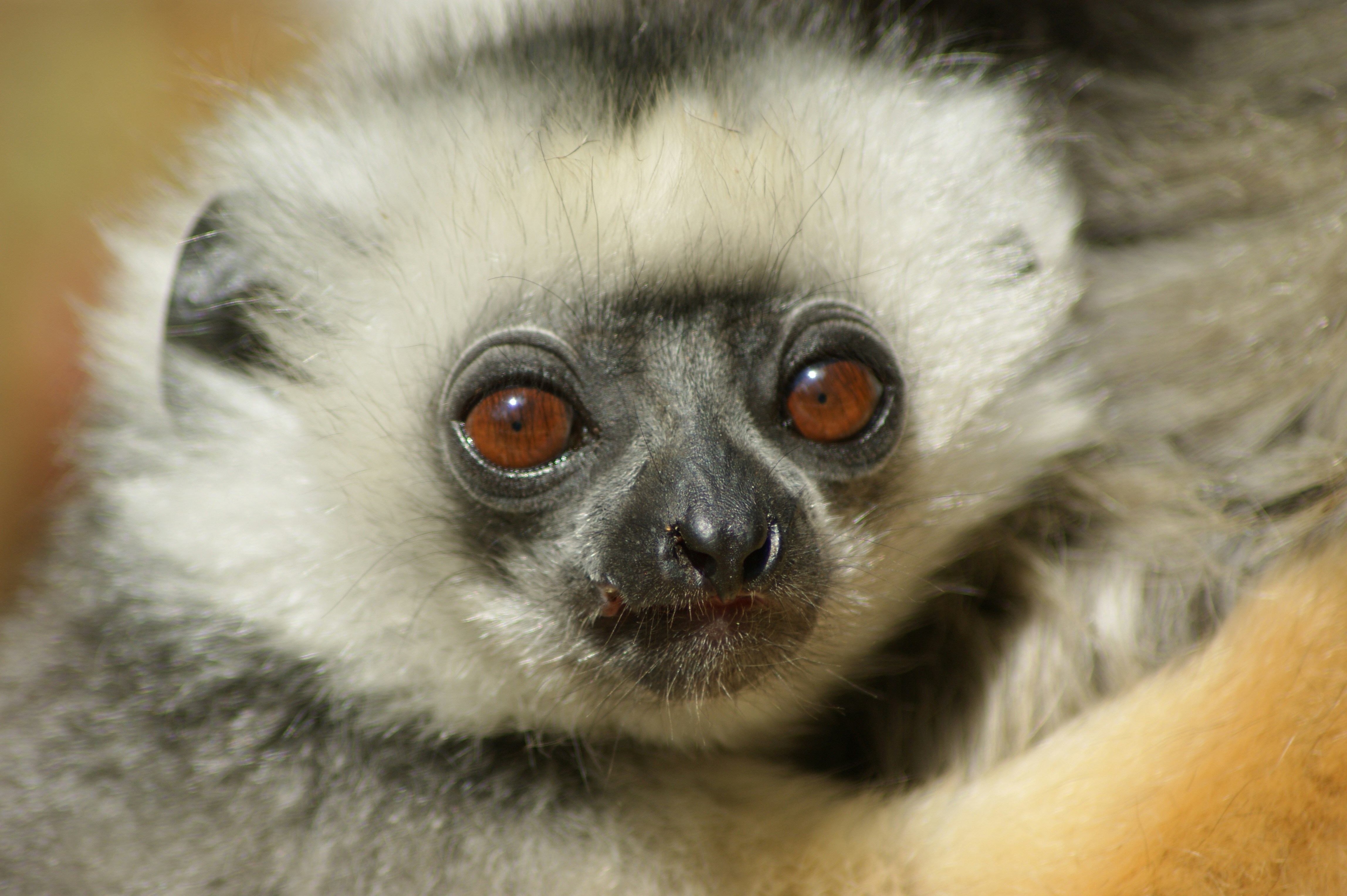 Close up of a lemur's face with big, expressive eyes.