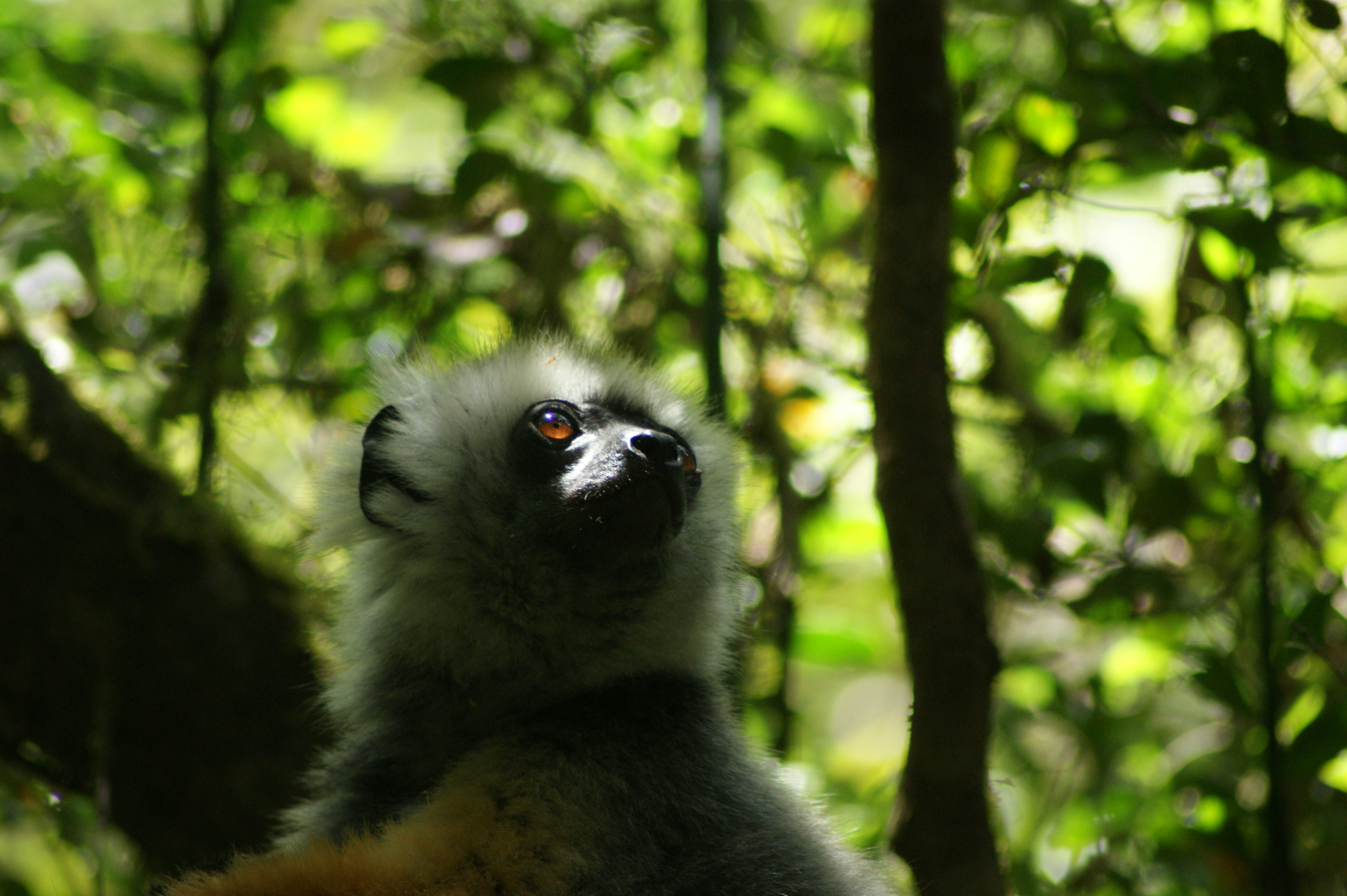 A lemur looks up in a sunlit forest.