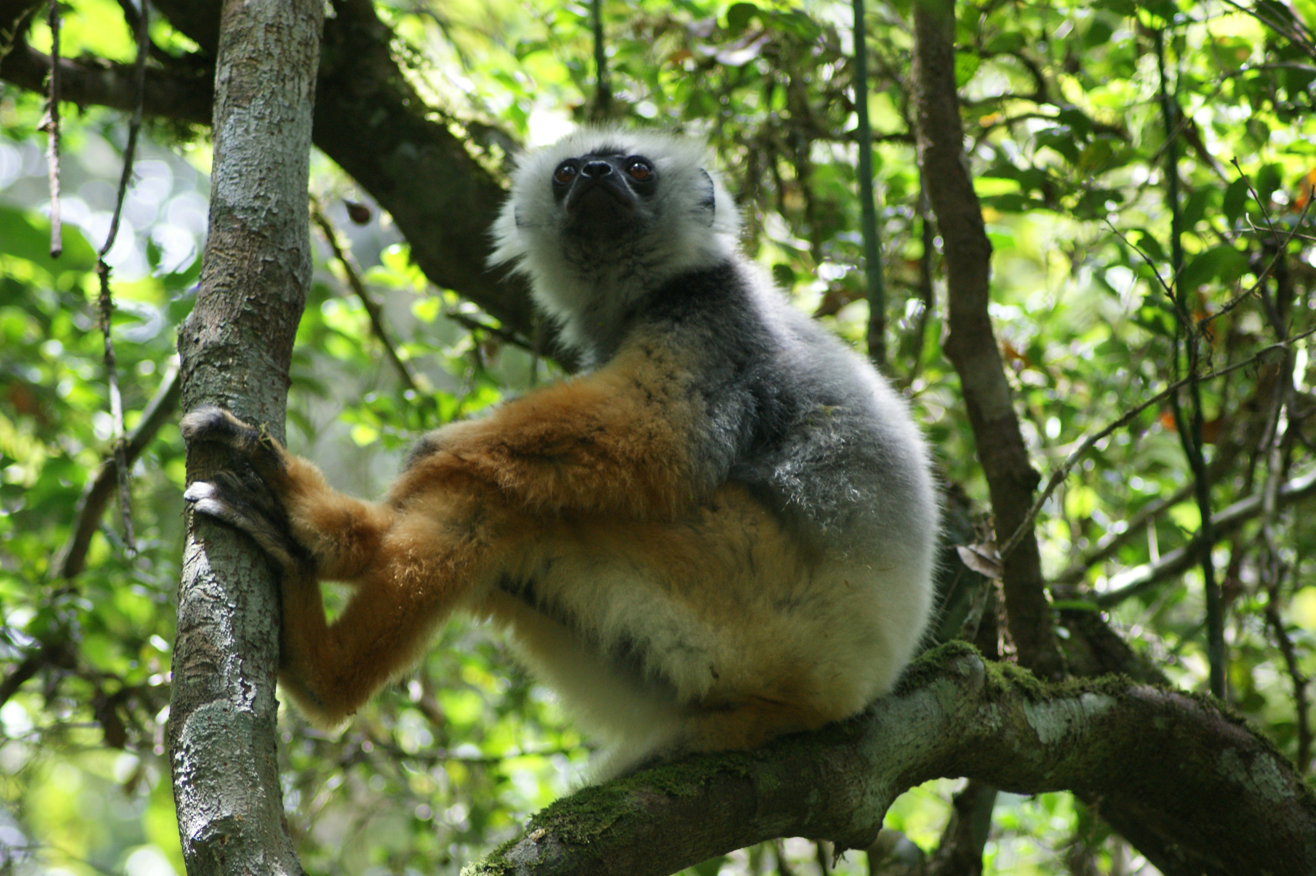 A lemur sits on a tree branch in a forest.