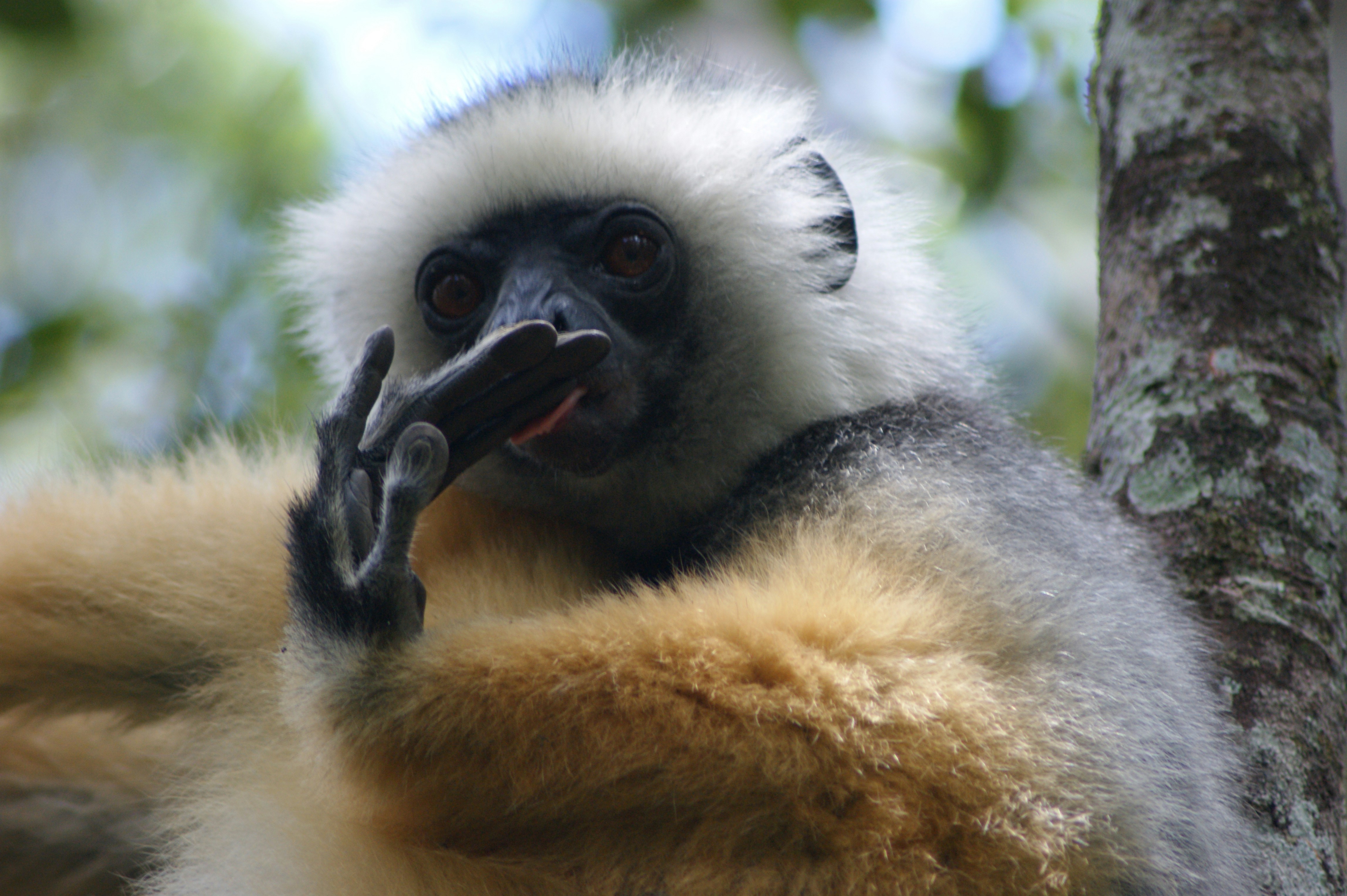 A lemur with white fur on its head and chest.