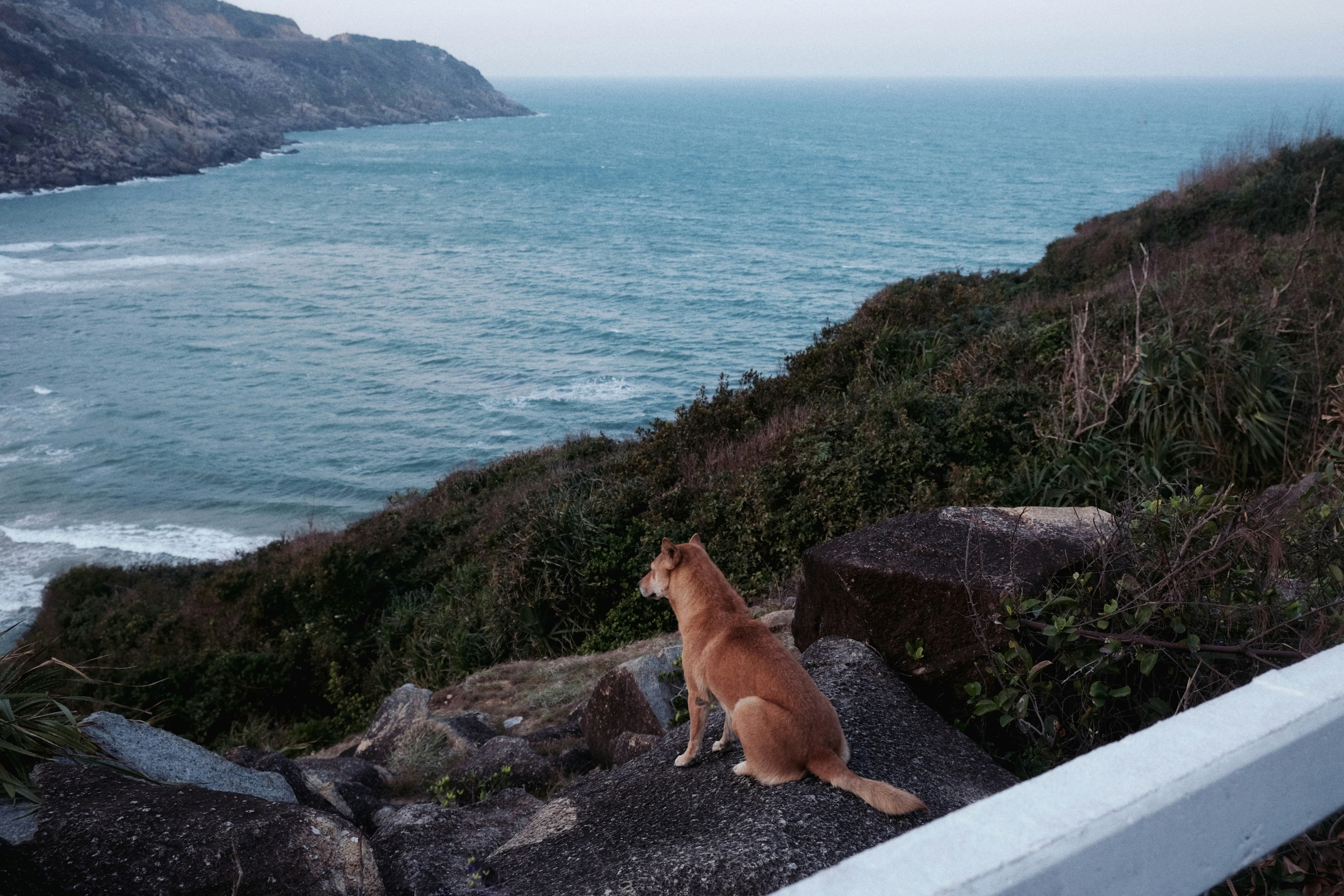 Stoic Fox Overlook by the Sea