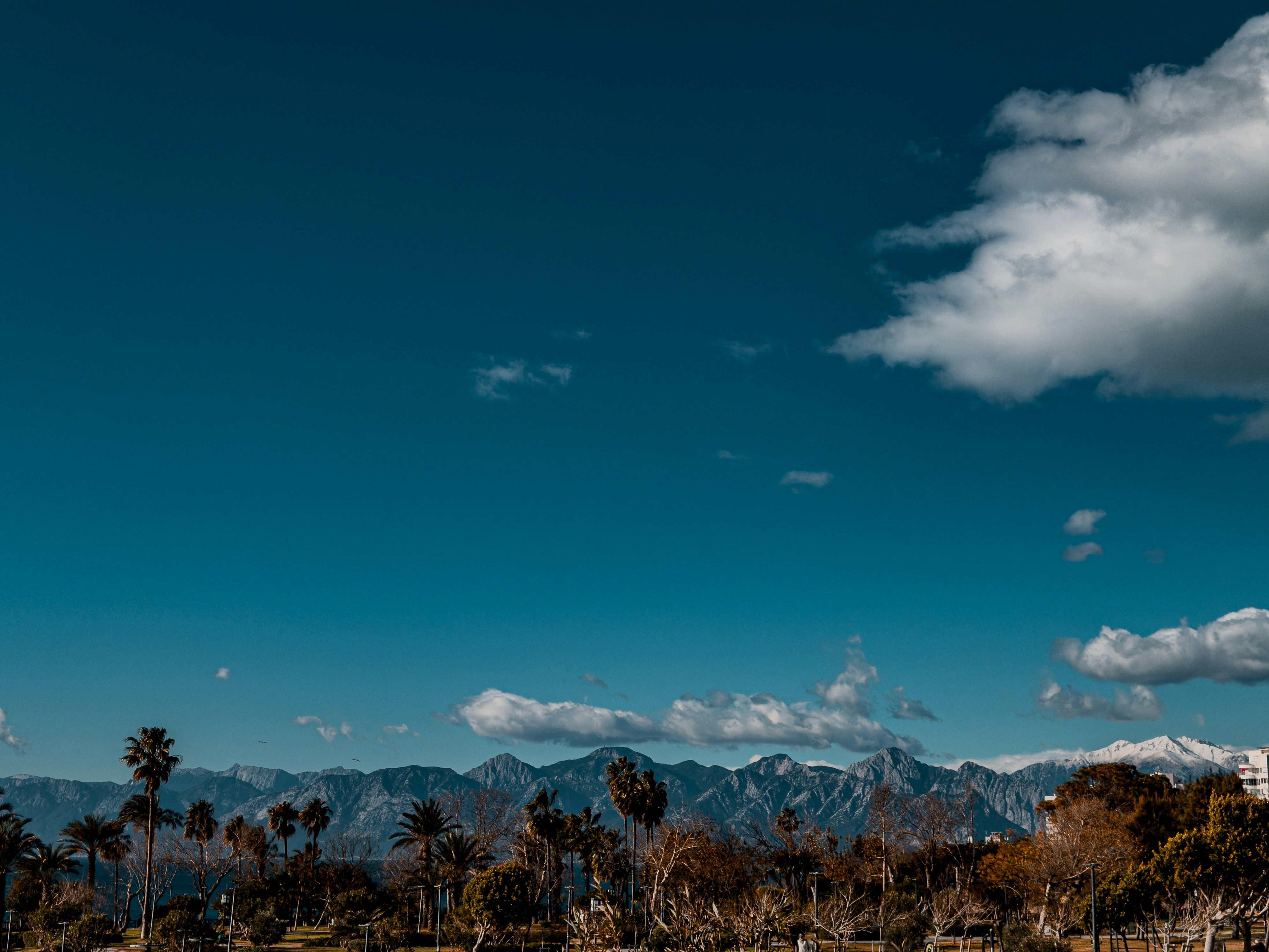 Desert Ridge at Dusk: A Line of Palm Trees and Snow-capped Peaks