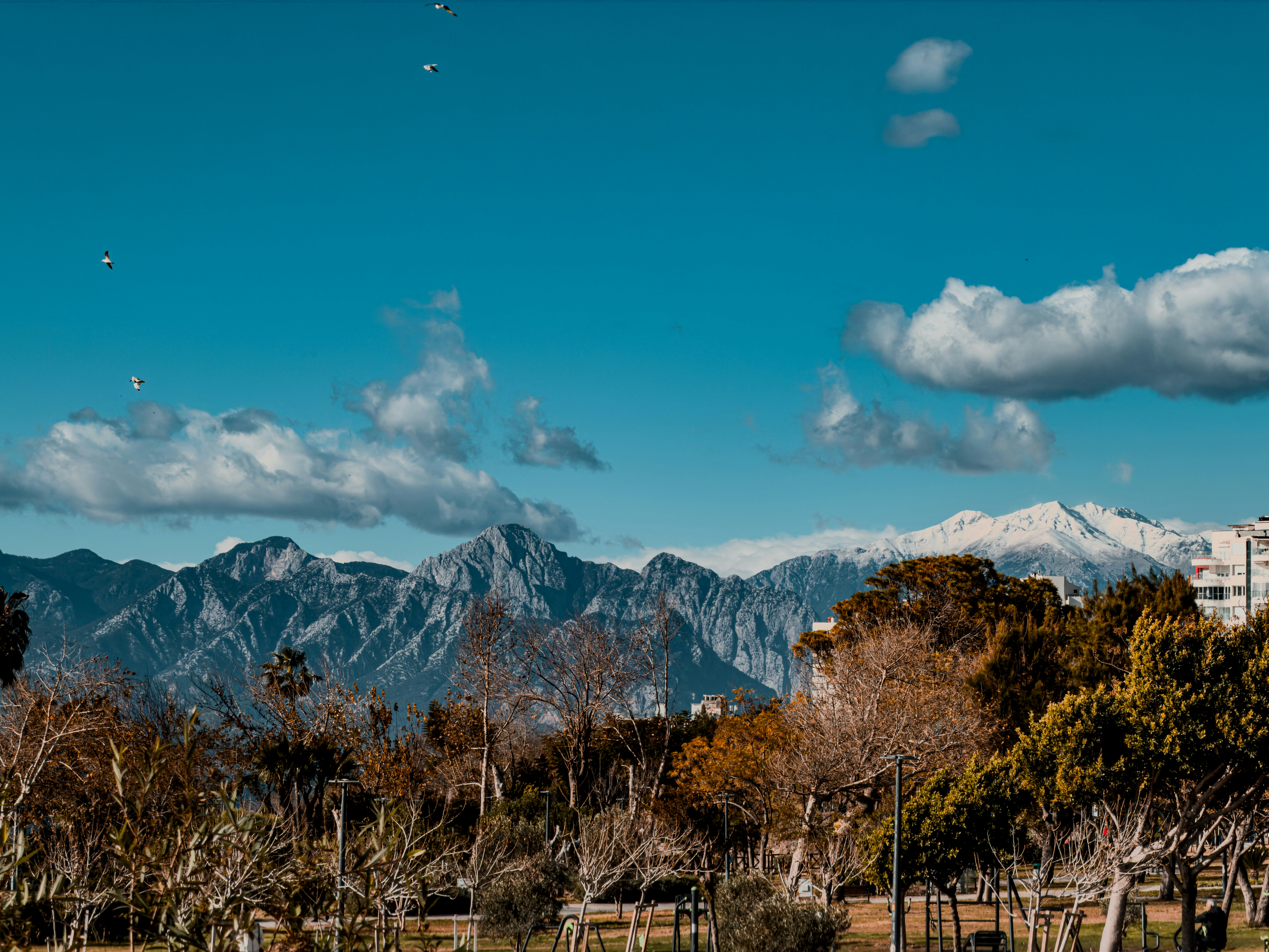Snow-kissed peaks above a sunlit urban grove