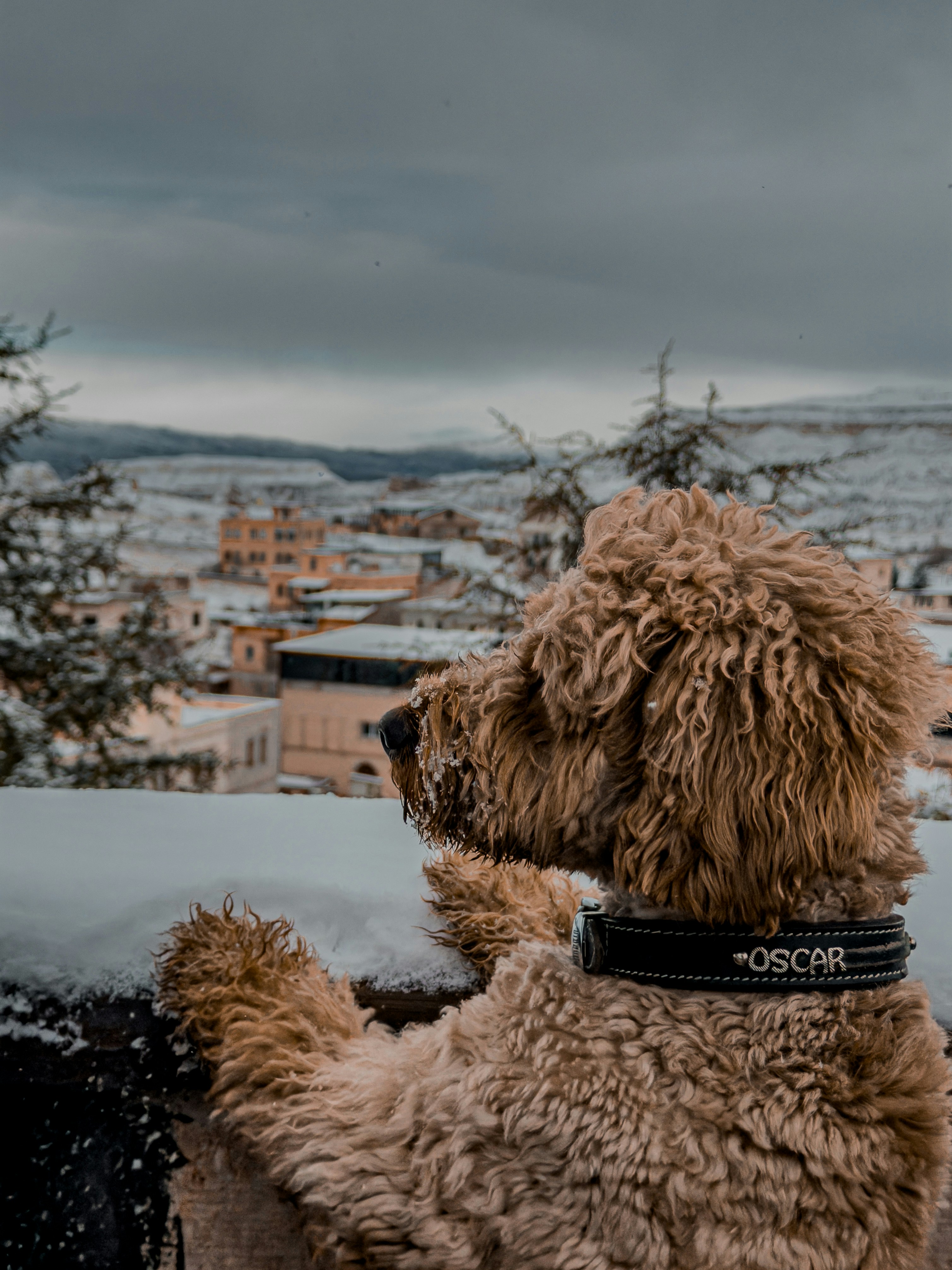Winter Watch: Framed by Furry Focus on a Snowy Vista