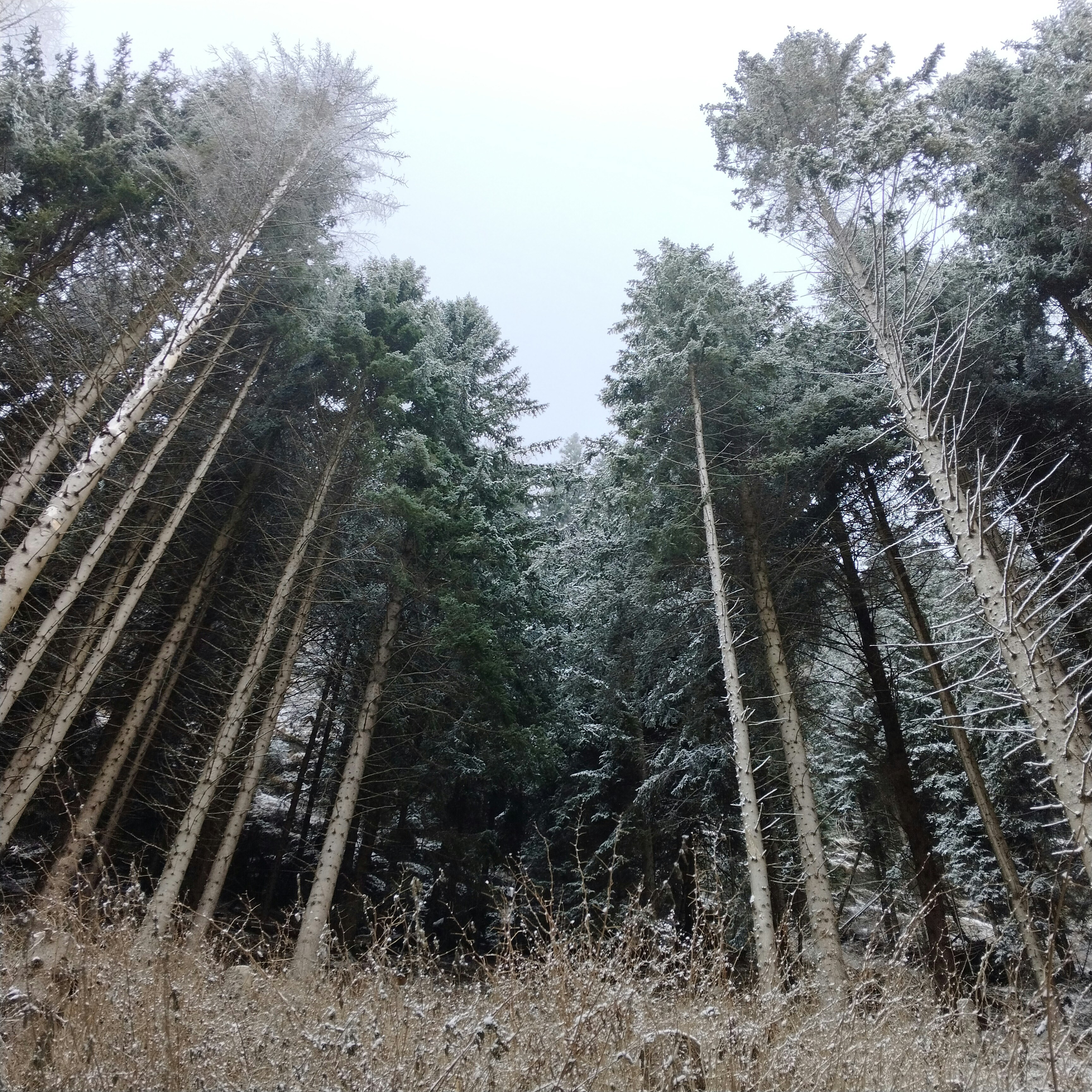 Tall pine trees covered in frost under a cloudy sky