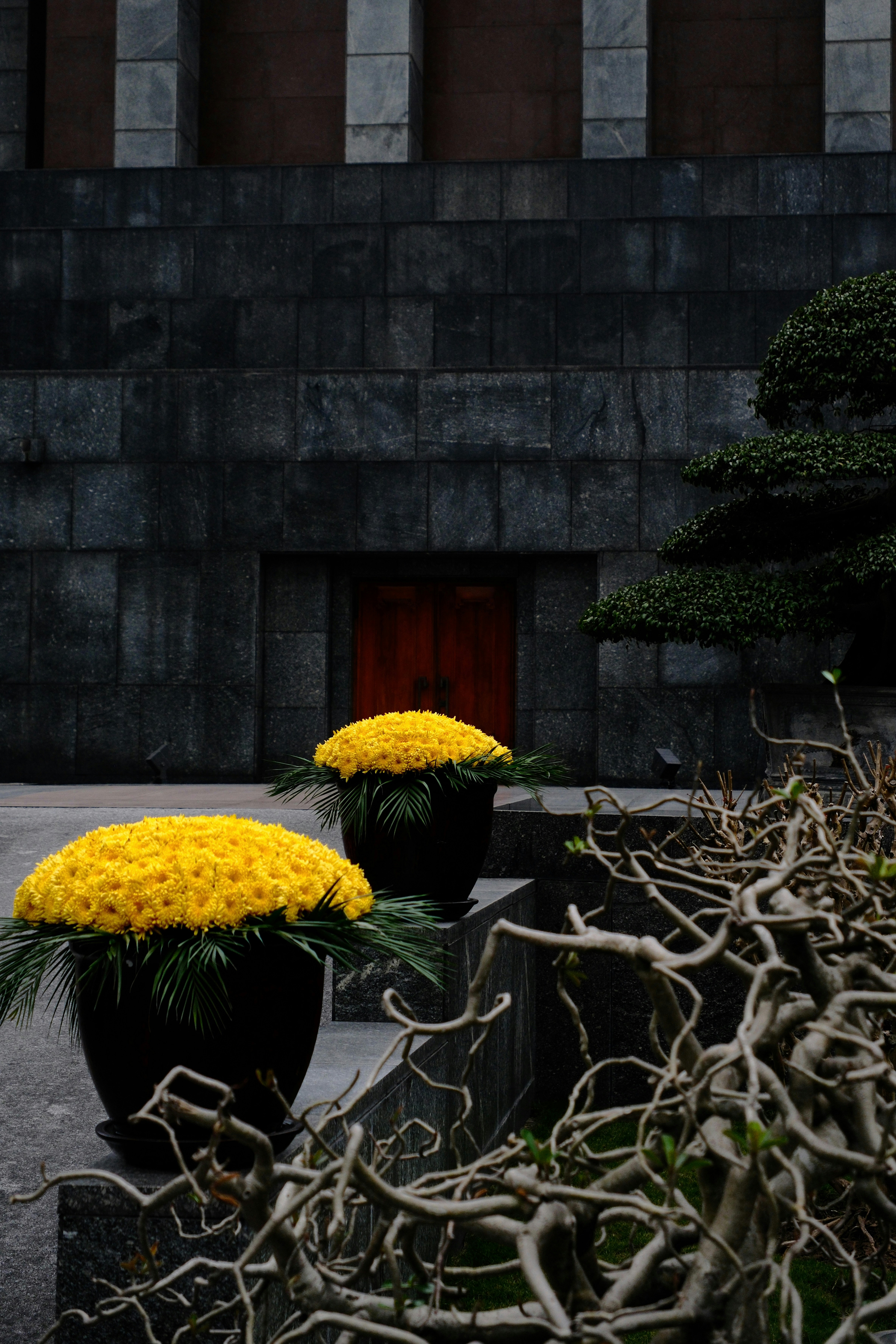 Yellow Chrysanthemums in Matte Stone Courtyard