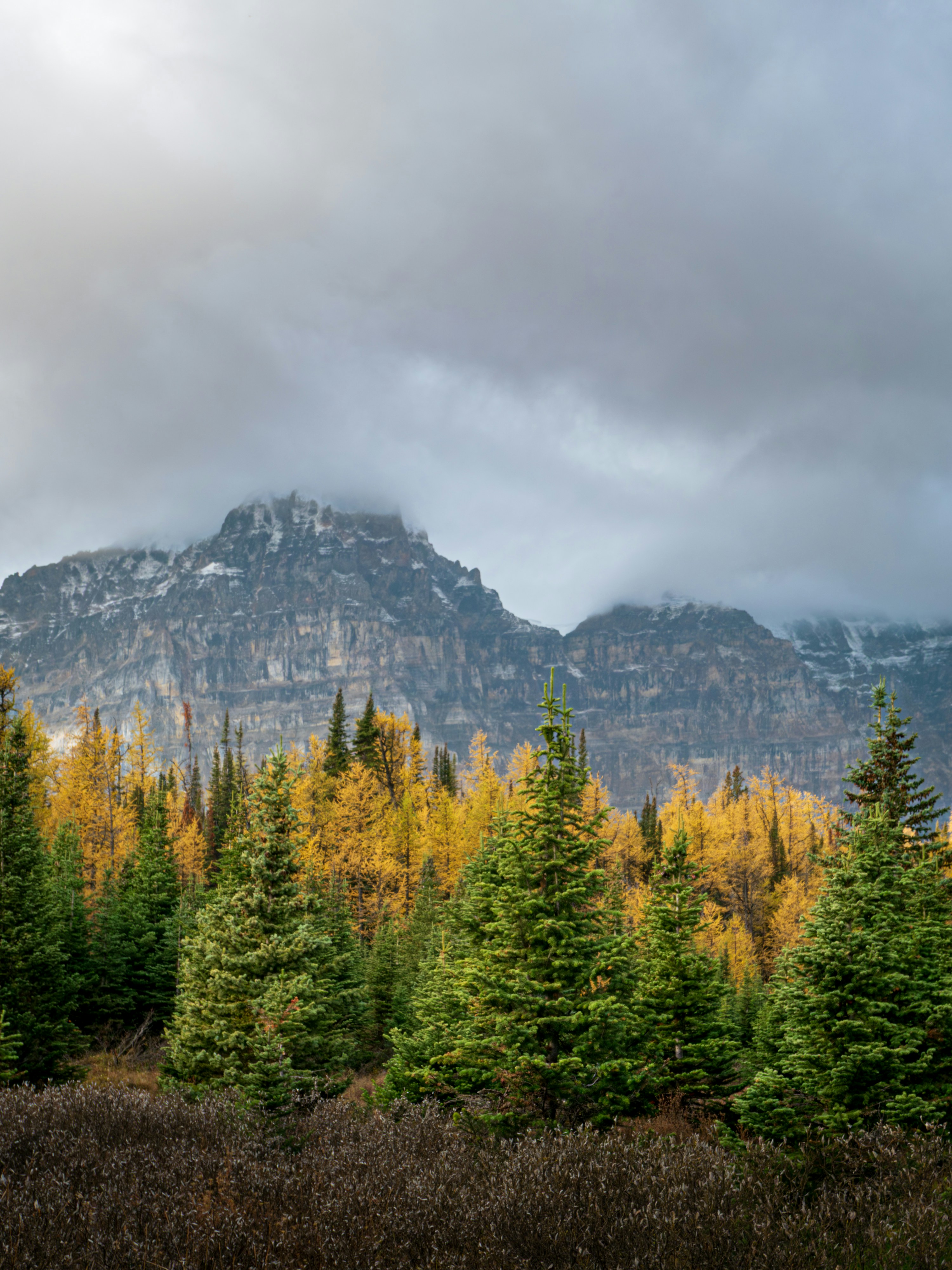 Golden Pines Beneath a Cloud-Wrapped Peak