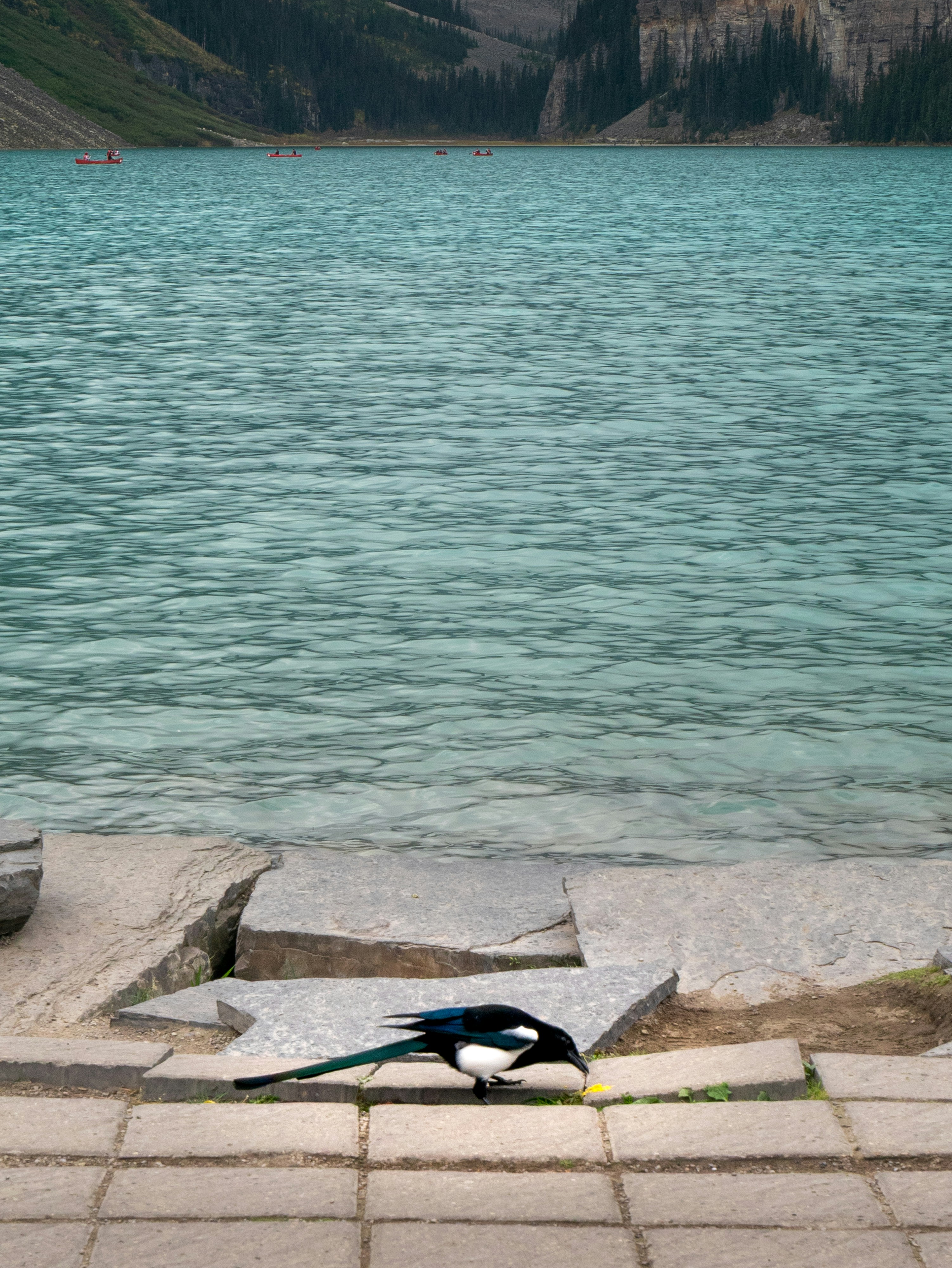 Penguin on the Concrete Pier at Emerald Lake
