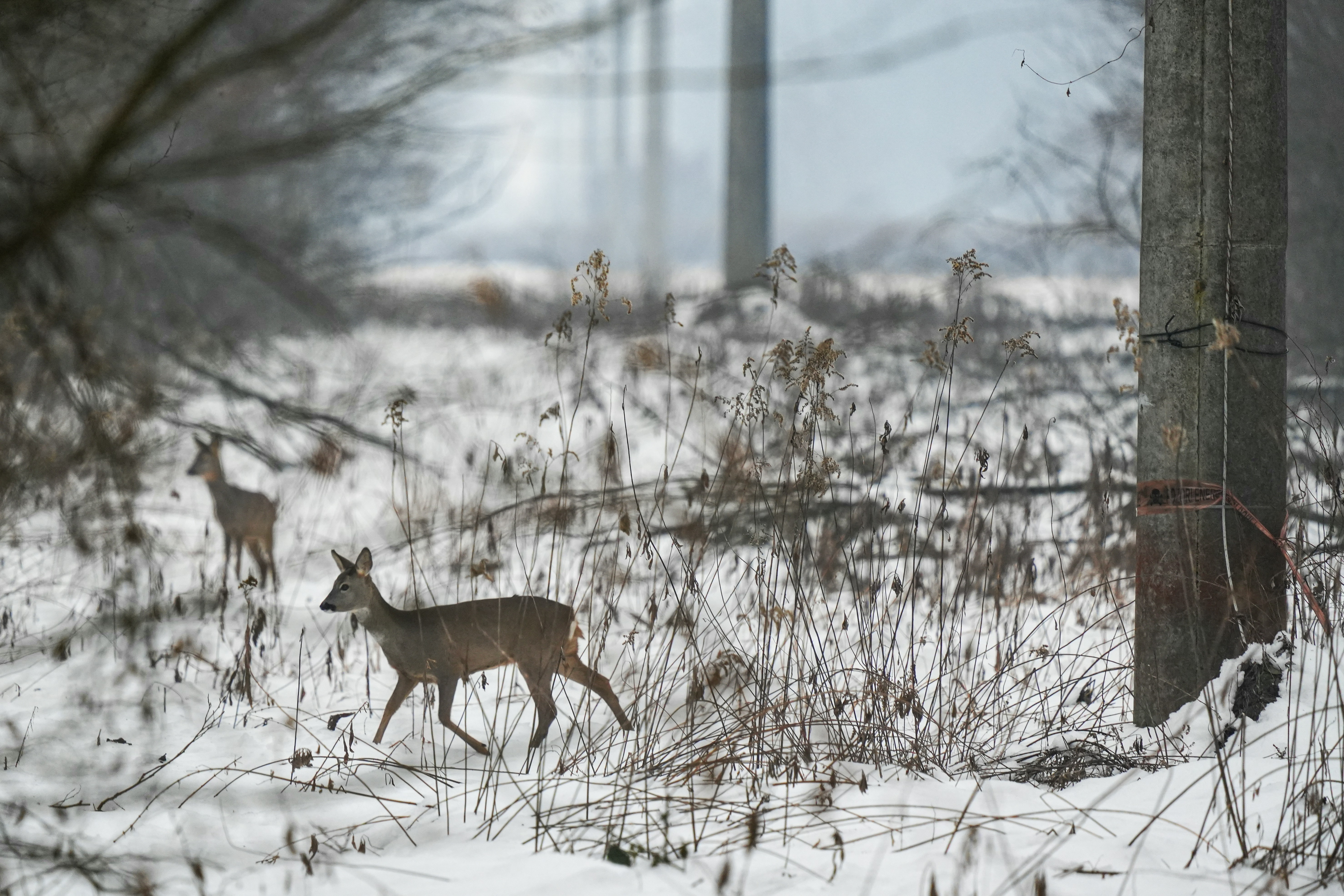 Winter Path: A Pair of Deer in a Snowy Field