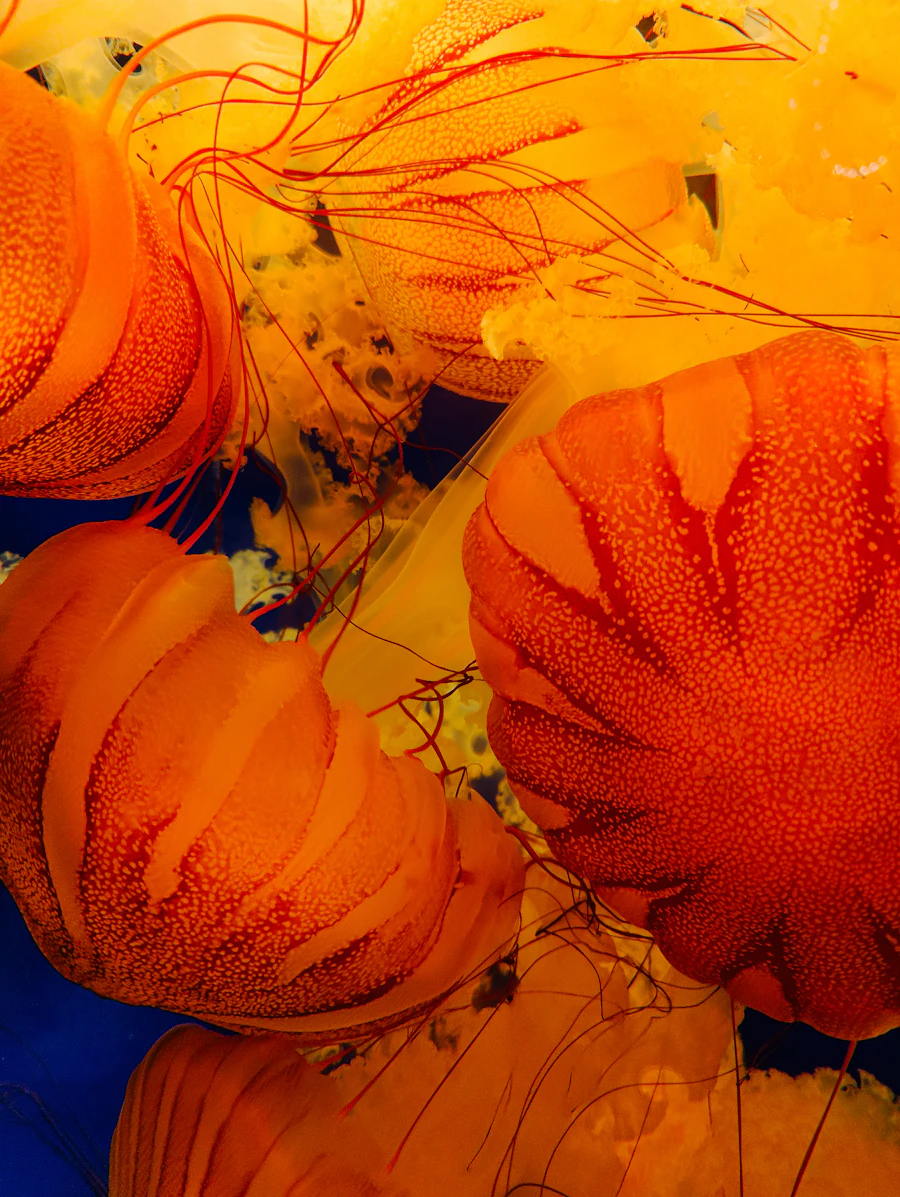 Bright orange sea anemones with delicate red filaments fill the frame, showcasing velvety textures and intricate patterns. Close-up composition emphasizes organic forms and color contrast.