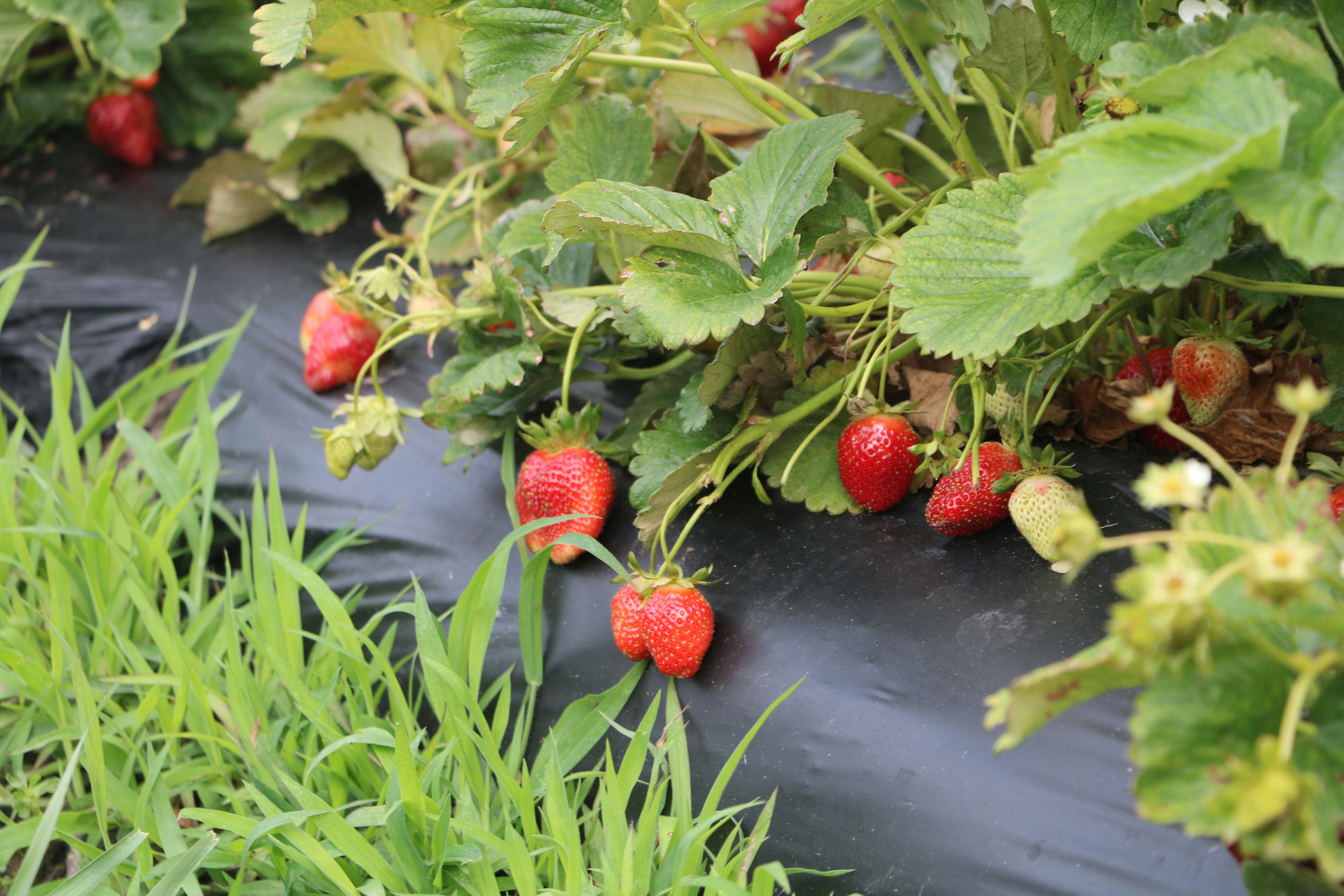Ripe Red Delights: Strawberries Nestling Among Green Leaves