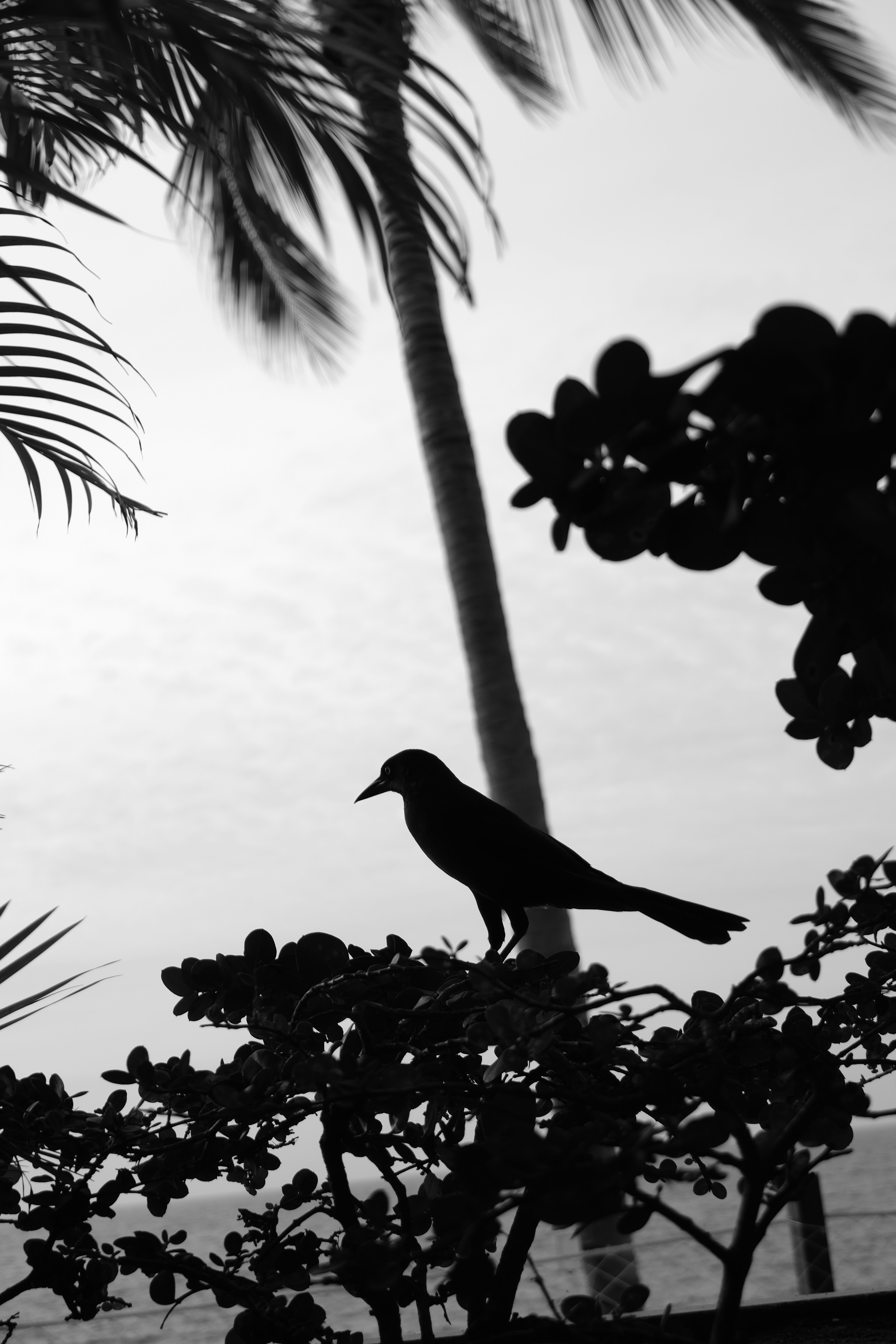 Silhouette of a Bird on a Moonlit Foliage Curtain