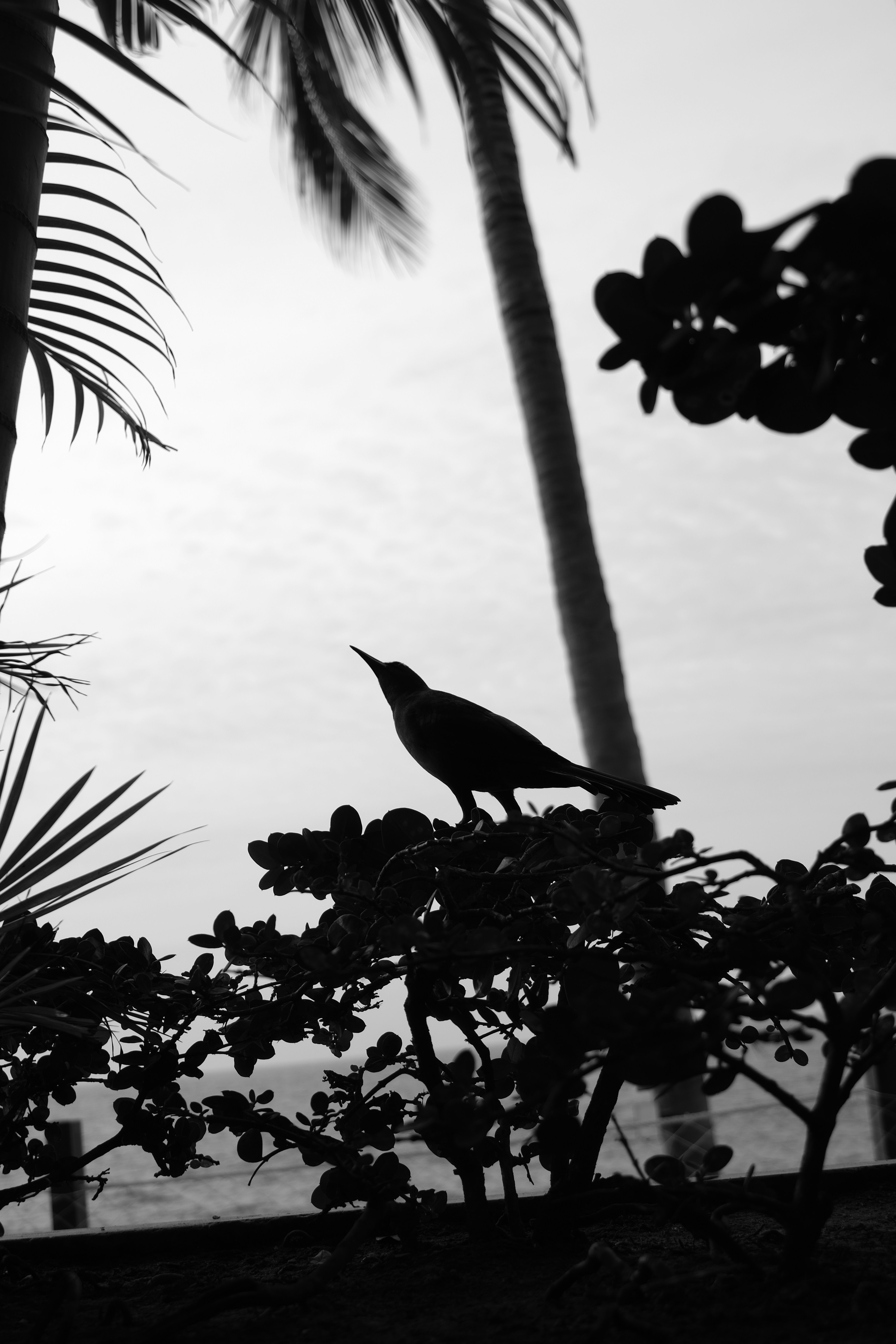 Silhouette of a Song in the Evening Light
