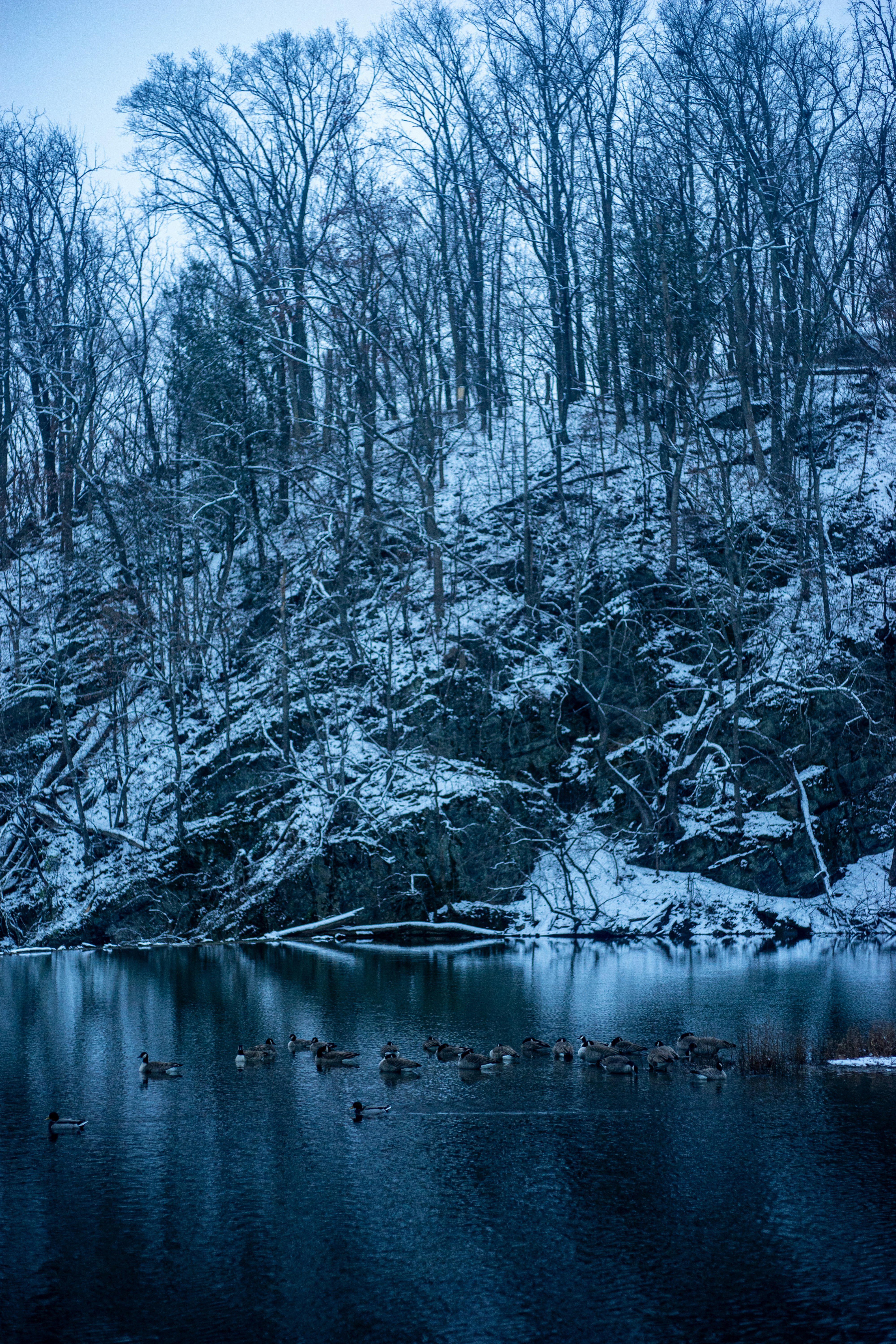 Winter forest along a calm, partially frozen lake with a flock of ducks