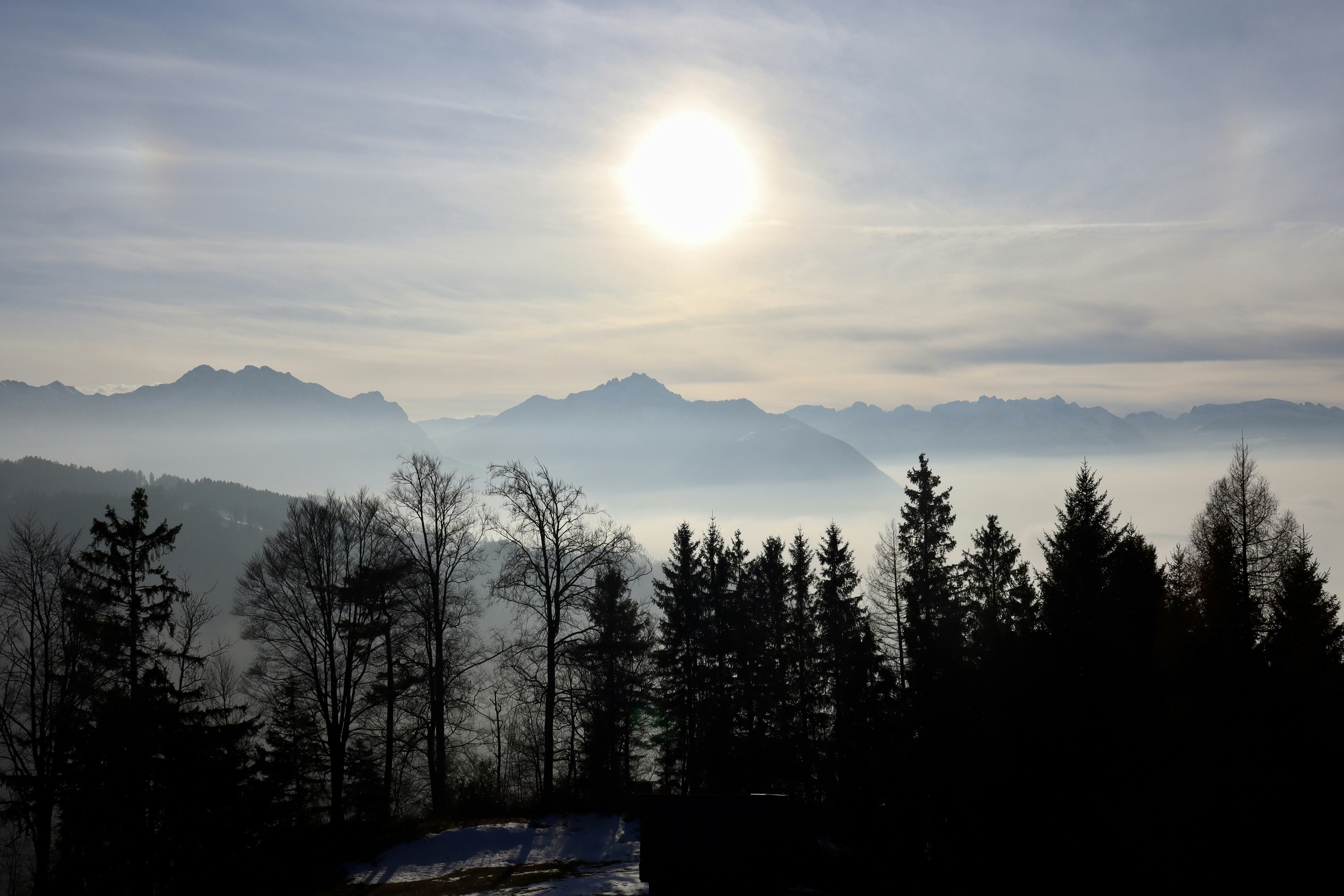 Morning Valley Mist Over Silhouetted Pines