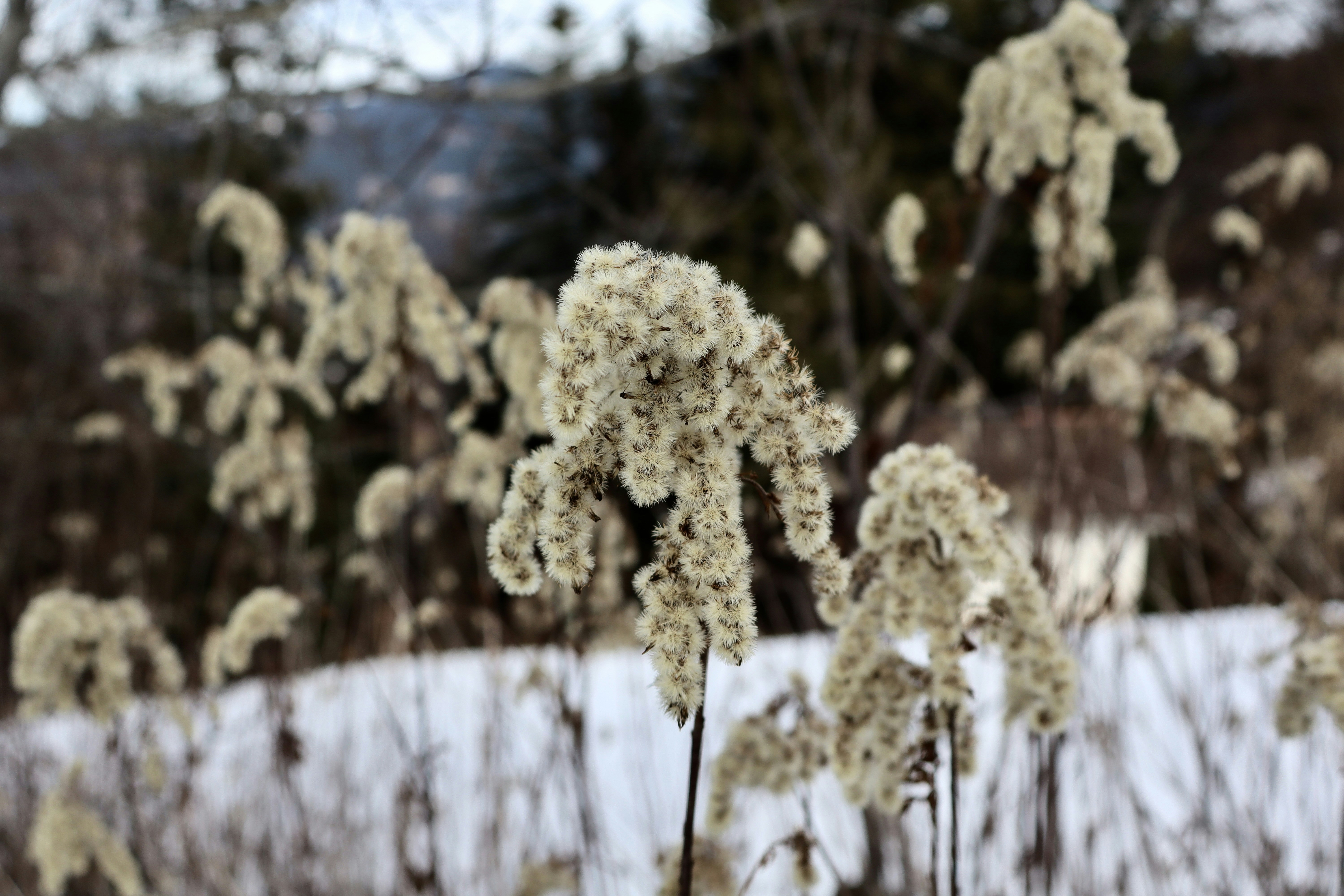 Snow-Topped Reeds: A Winter Field in Focus