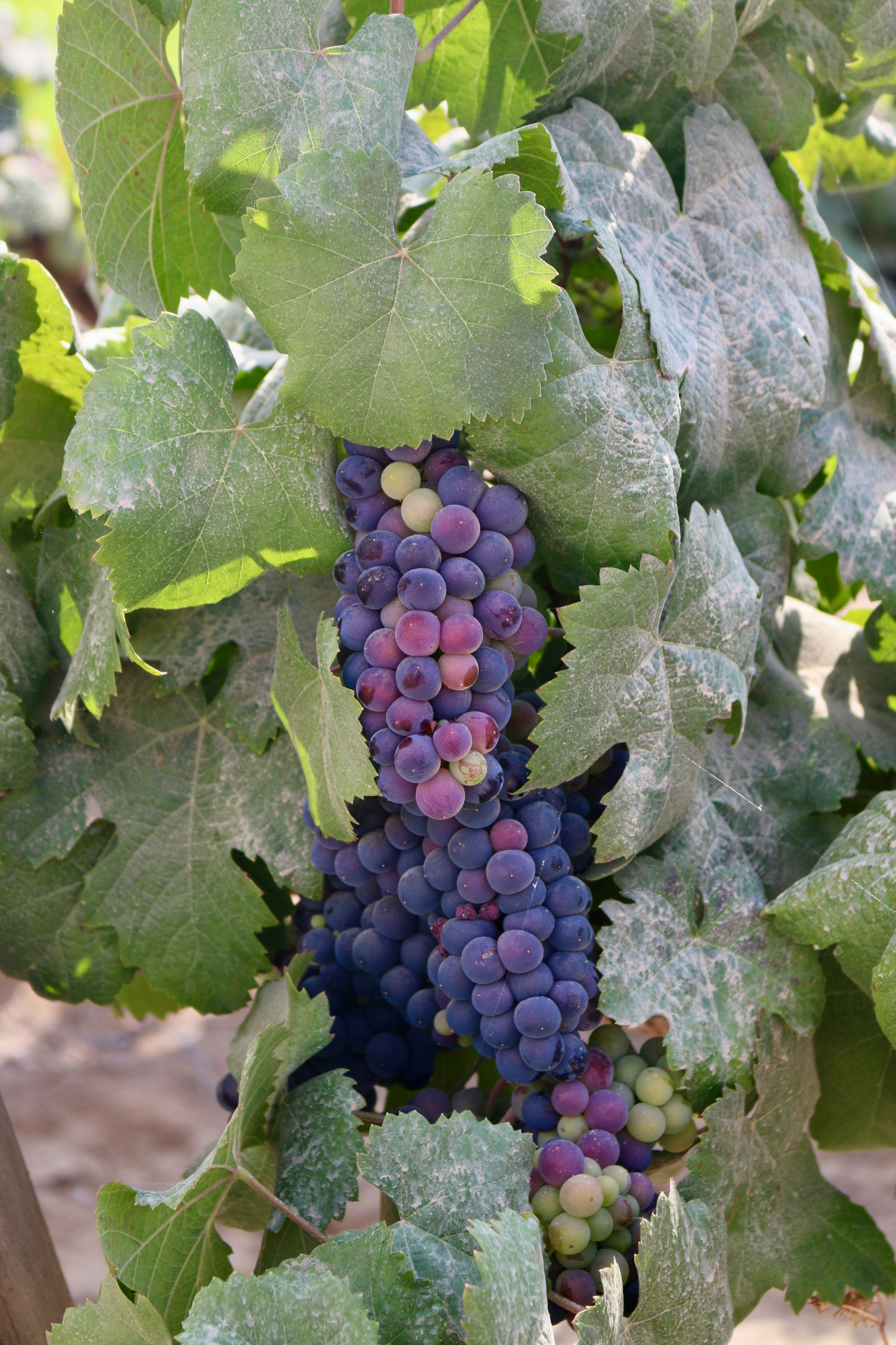 Vineyard Jewel: A Cluster of Ripe Purple Grapes Framed by Dusty Green Leaves