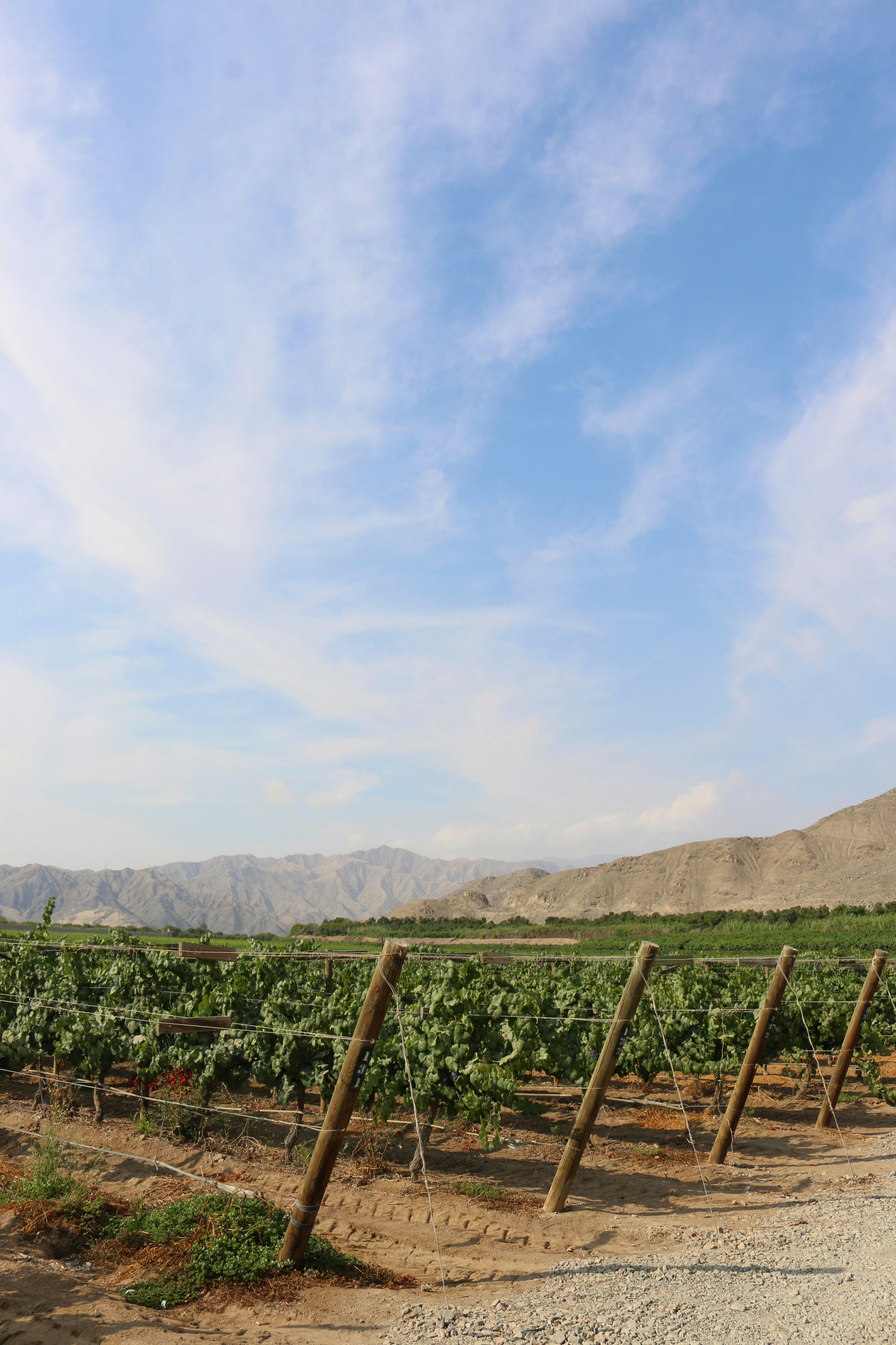 Vineyard Rows Reaching Toward a Desert Horizon