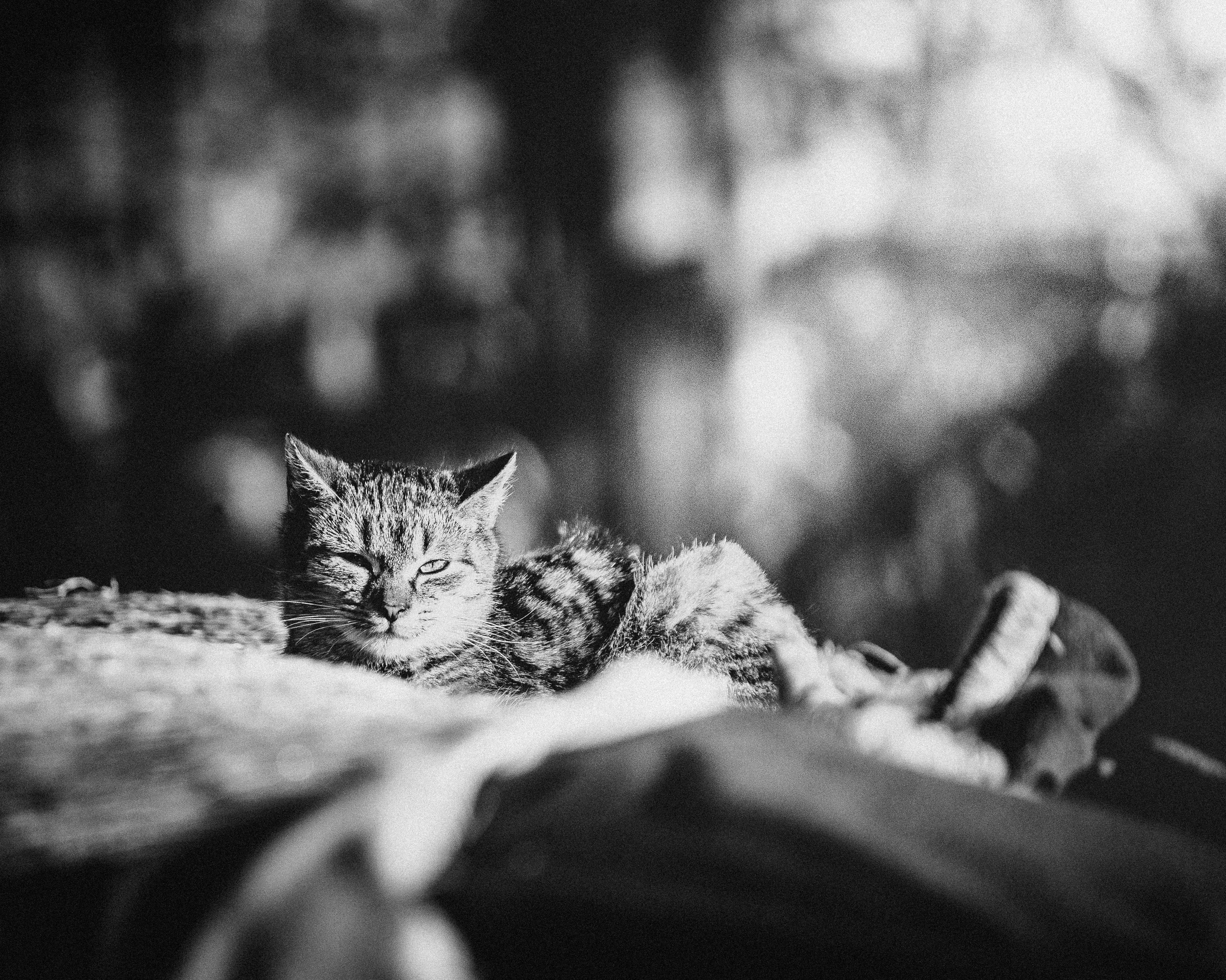 Cozy Cat Resting in a Quiet, Sunlit Patch