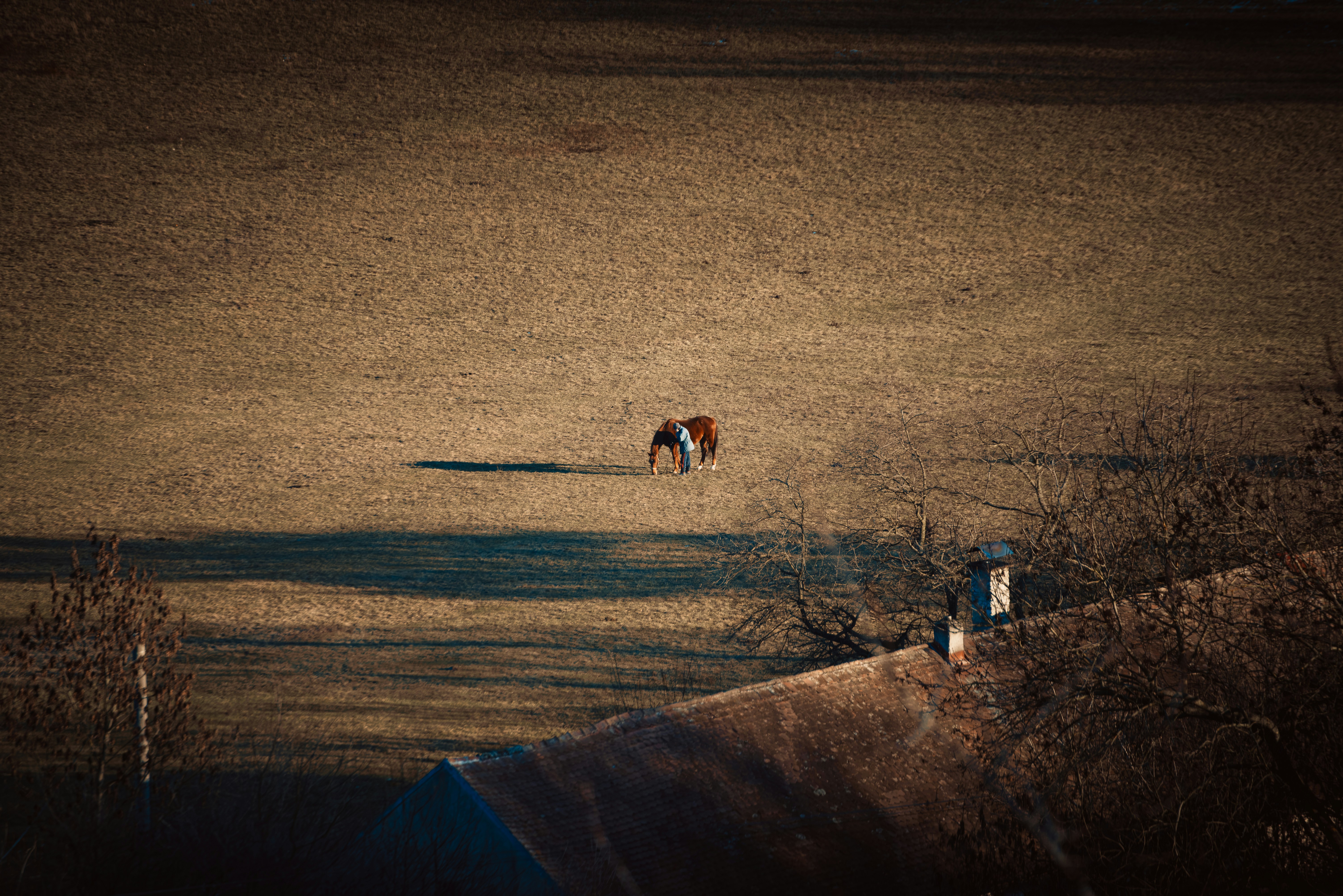 Lonely Horse in an Expansive Field at Dusk