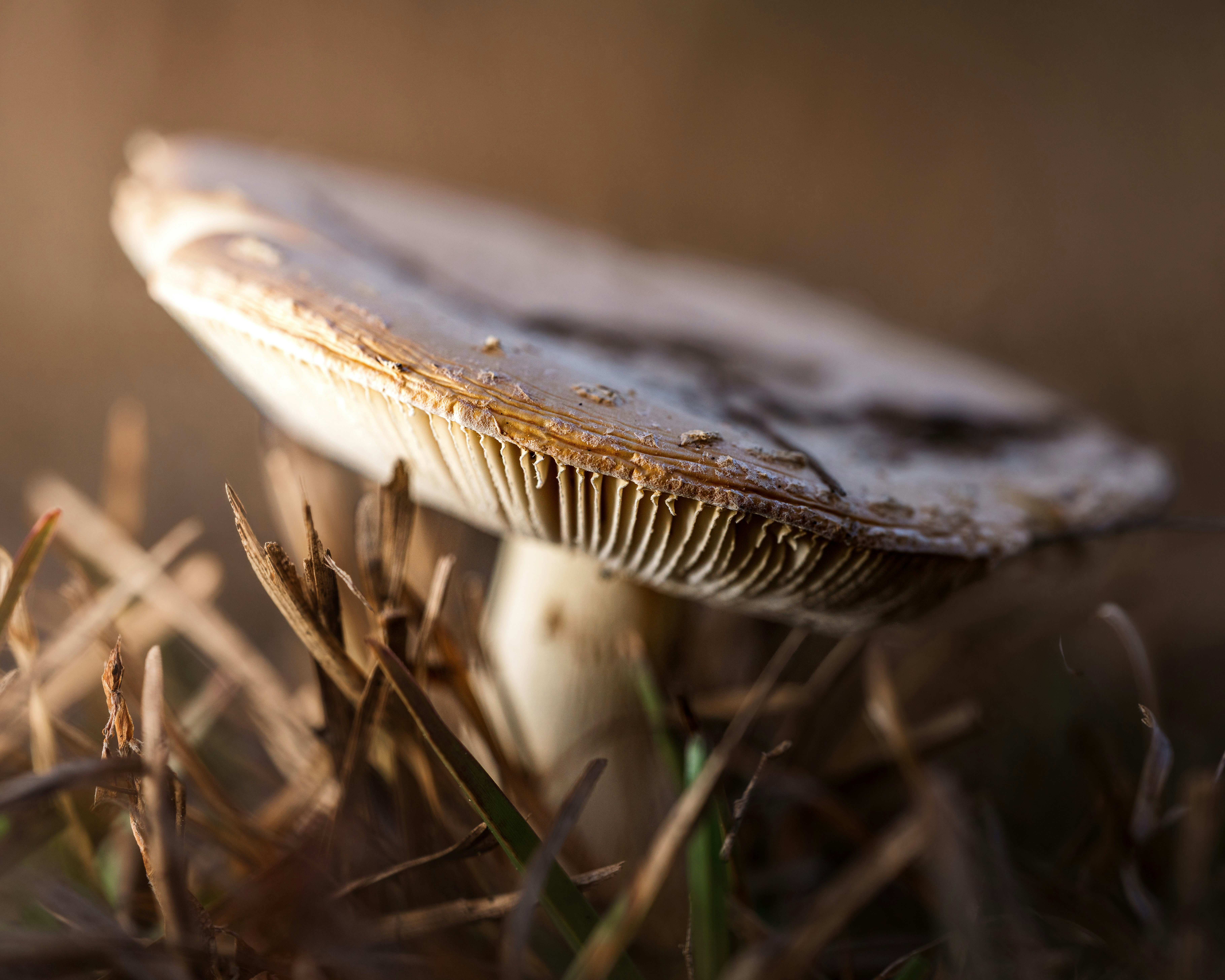 Low-Glade Mushroom: Close-Up of a Field Cap in Soft Evening Light